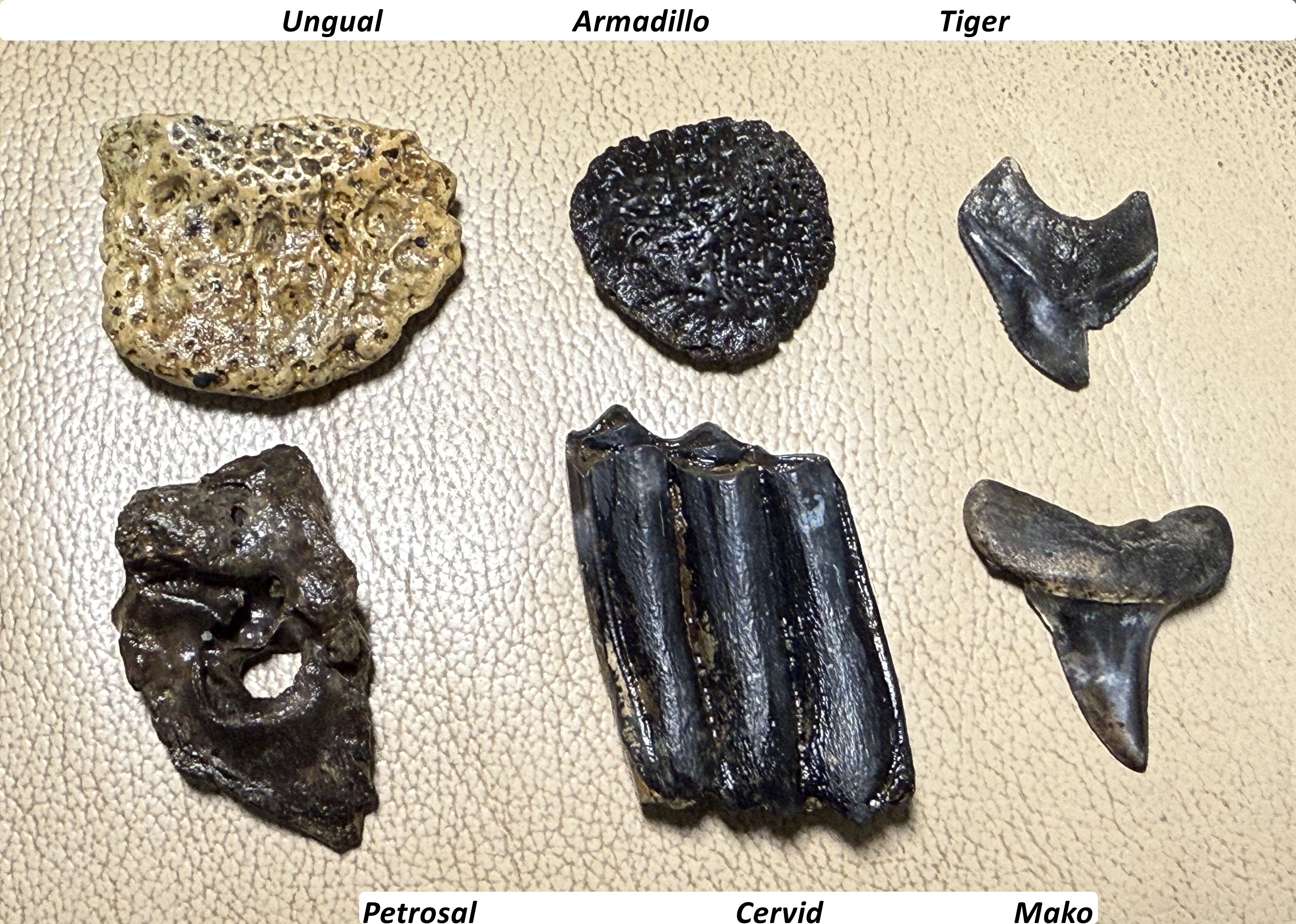 Some small Fossils - Fossil ID - The Fossil Forum