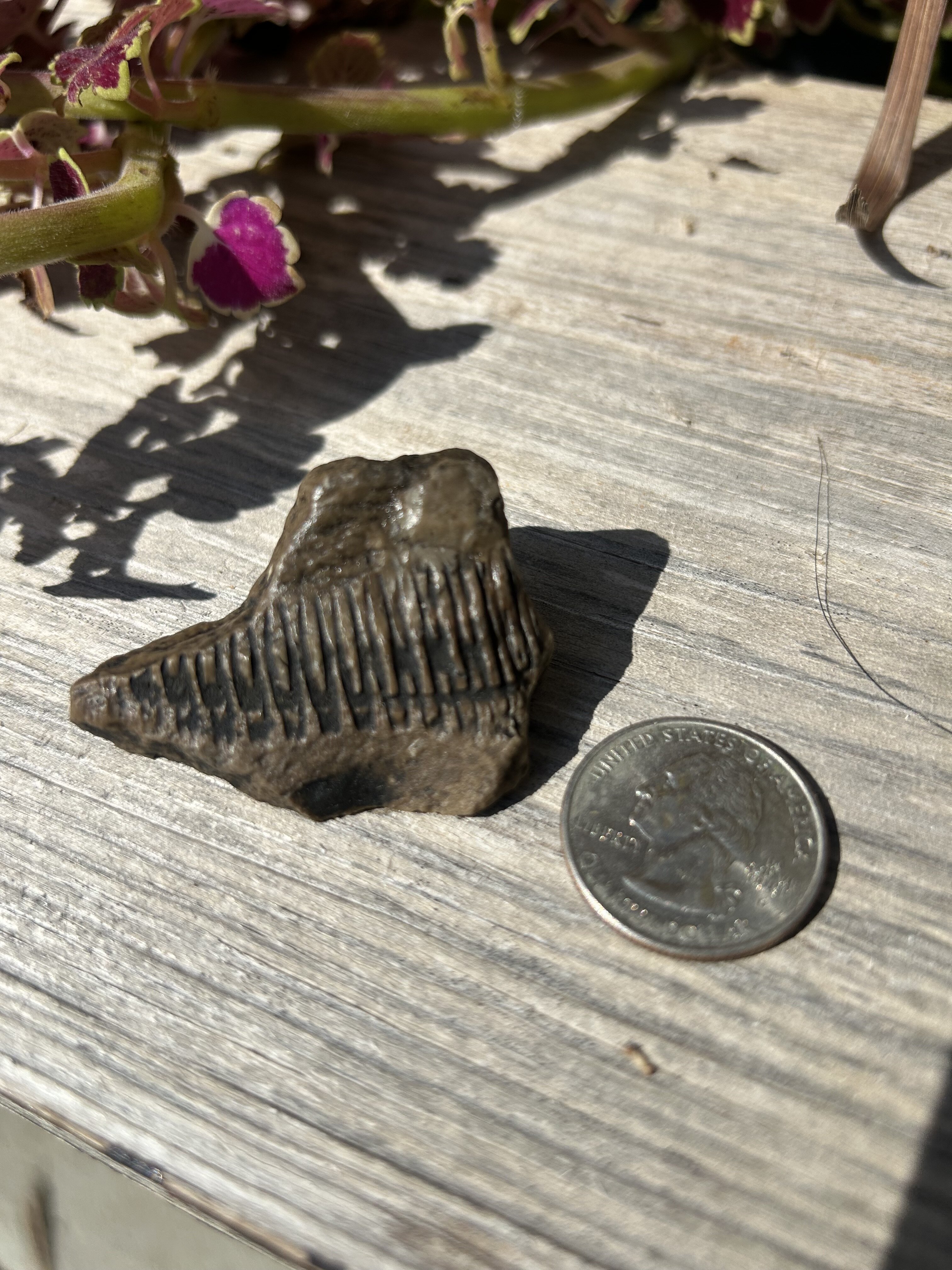 Found in Iowa on the farm - Fossil ID - The Fossil Forum