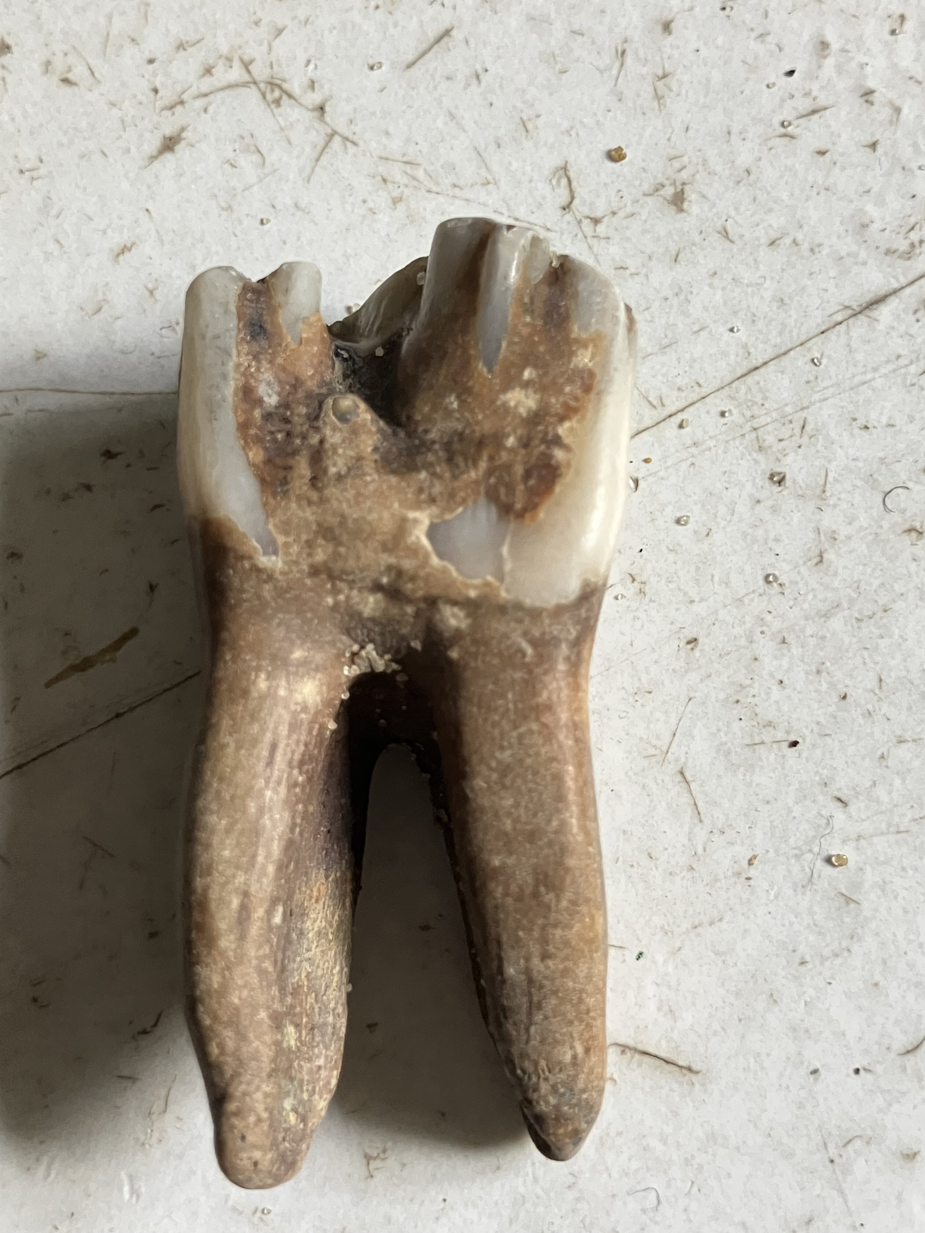 Tooth - Fossil ID - The Fossil Forum