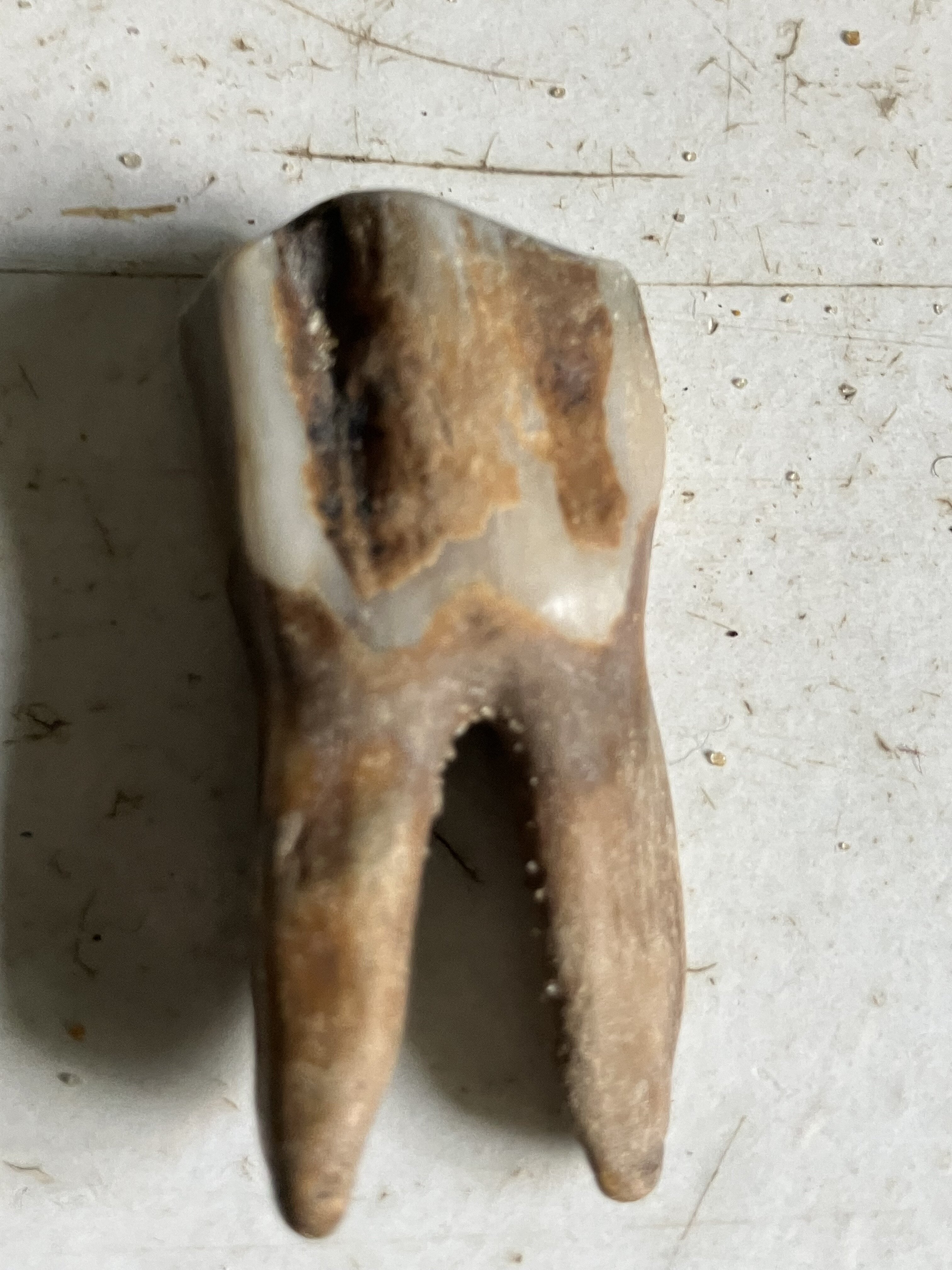 Tooth - Fossil ID - The Fossil Forum