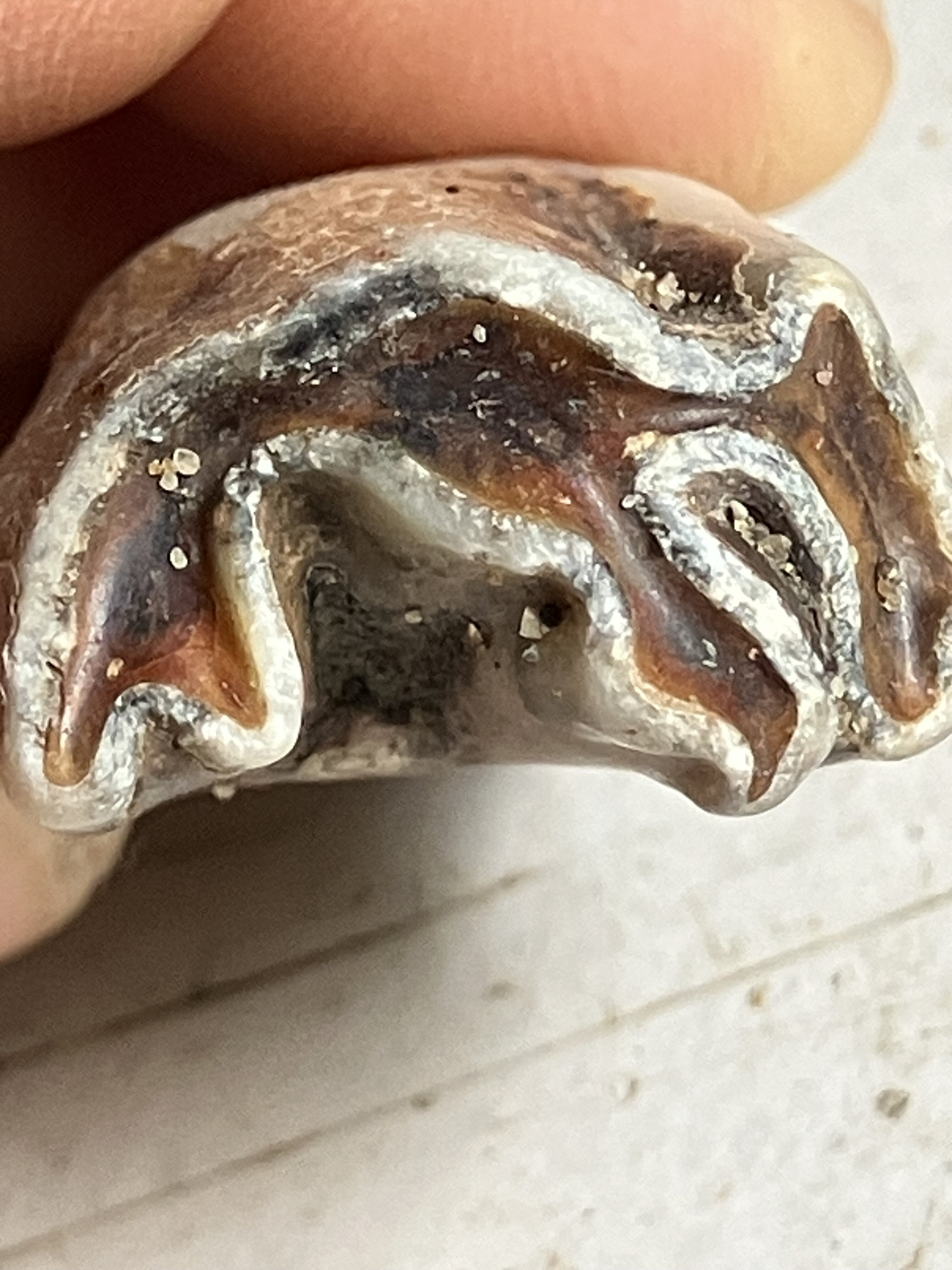 Tooth - Fossil ID - The Fossil Forum