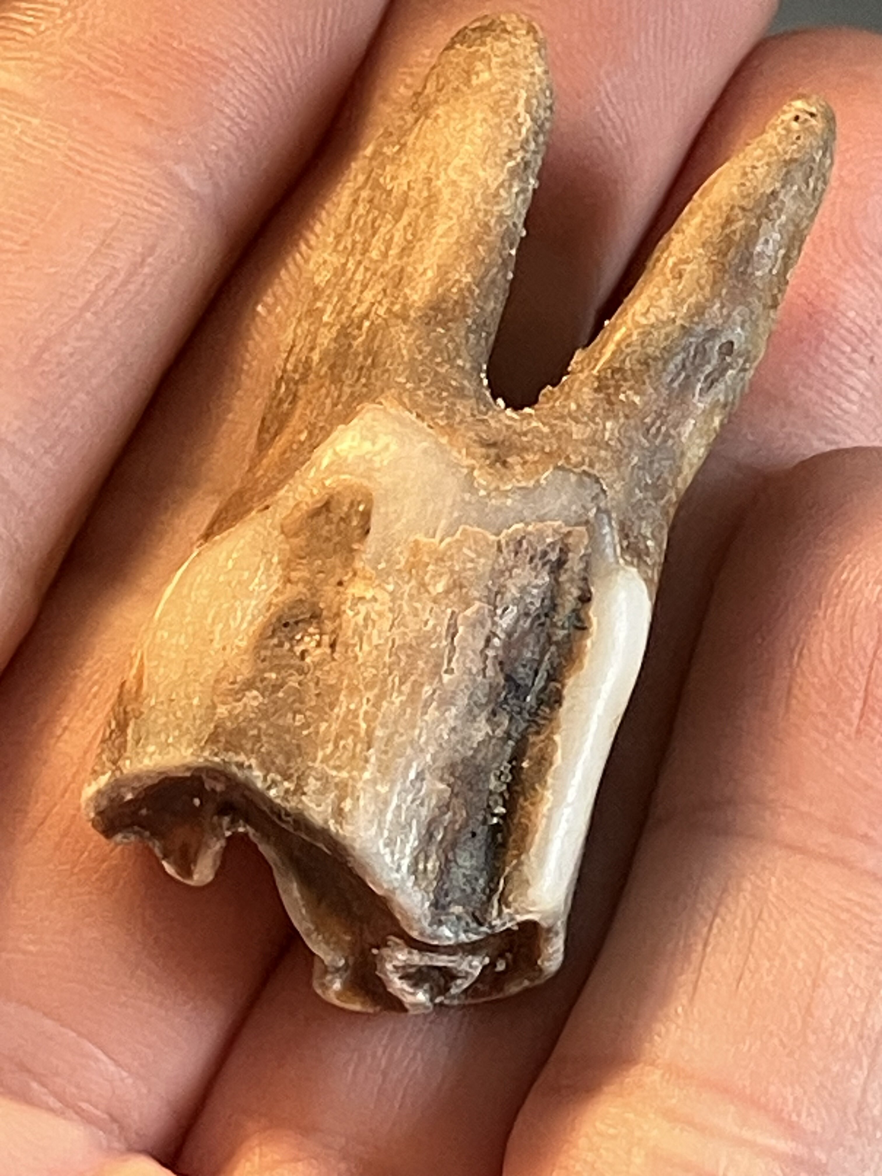 Tooth - Fossil ID - The Fossil Forum