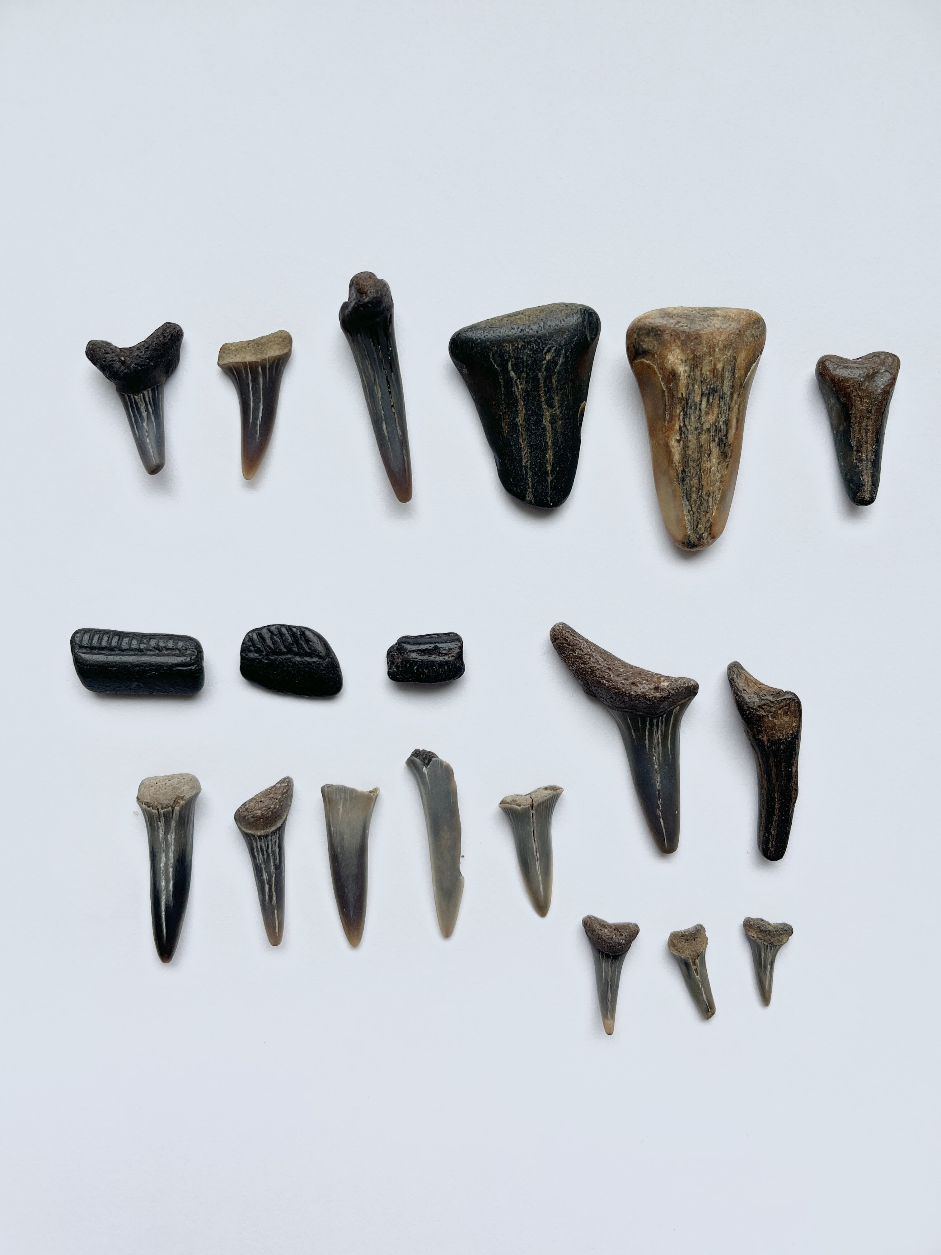 Shark Teeth, Bawdsey, Suffolk - Fossil ID - The Fossil Forum