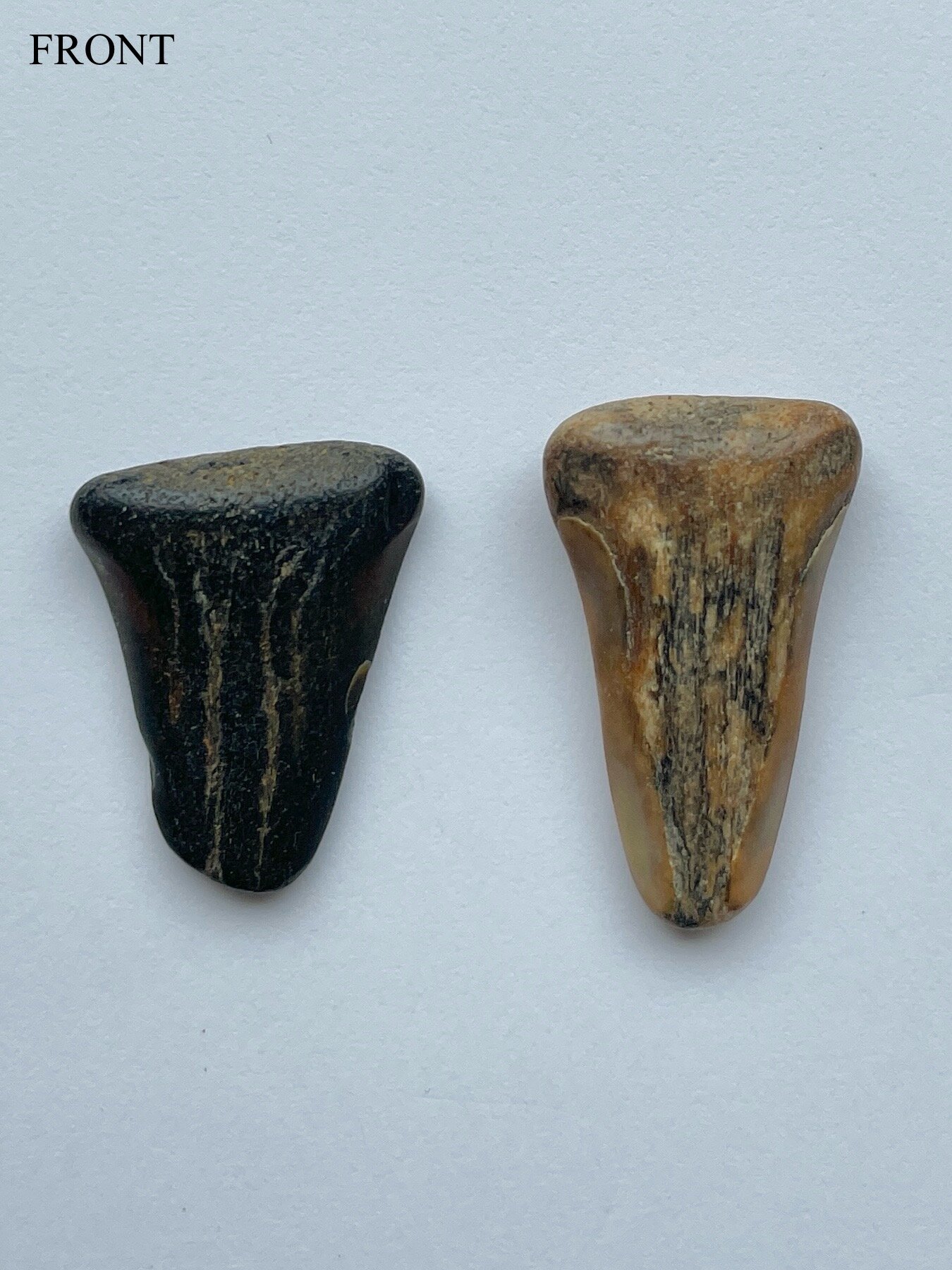 Shark Teeth, Bawdsey, Suffolk - Fossil ID - The Fossil Forum
