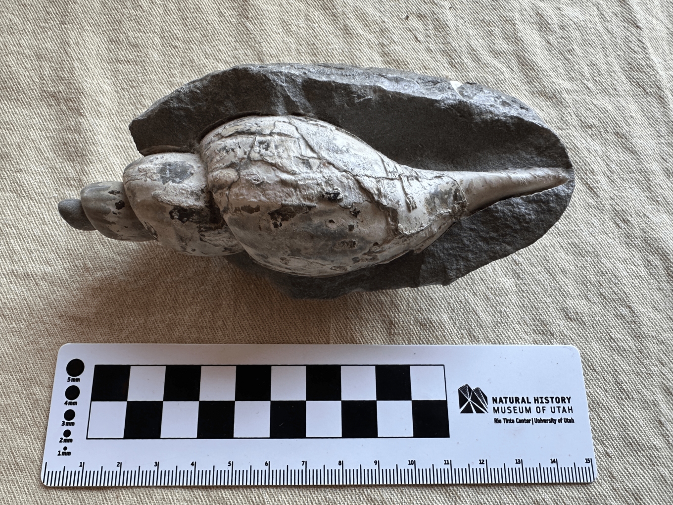 Unknown Oregon Gastropod Fossil - Fossil ID - The Fossil Forum
