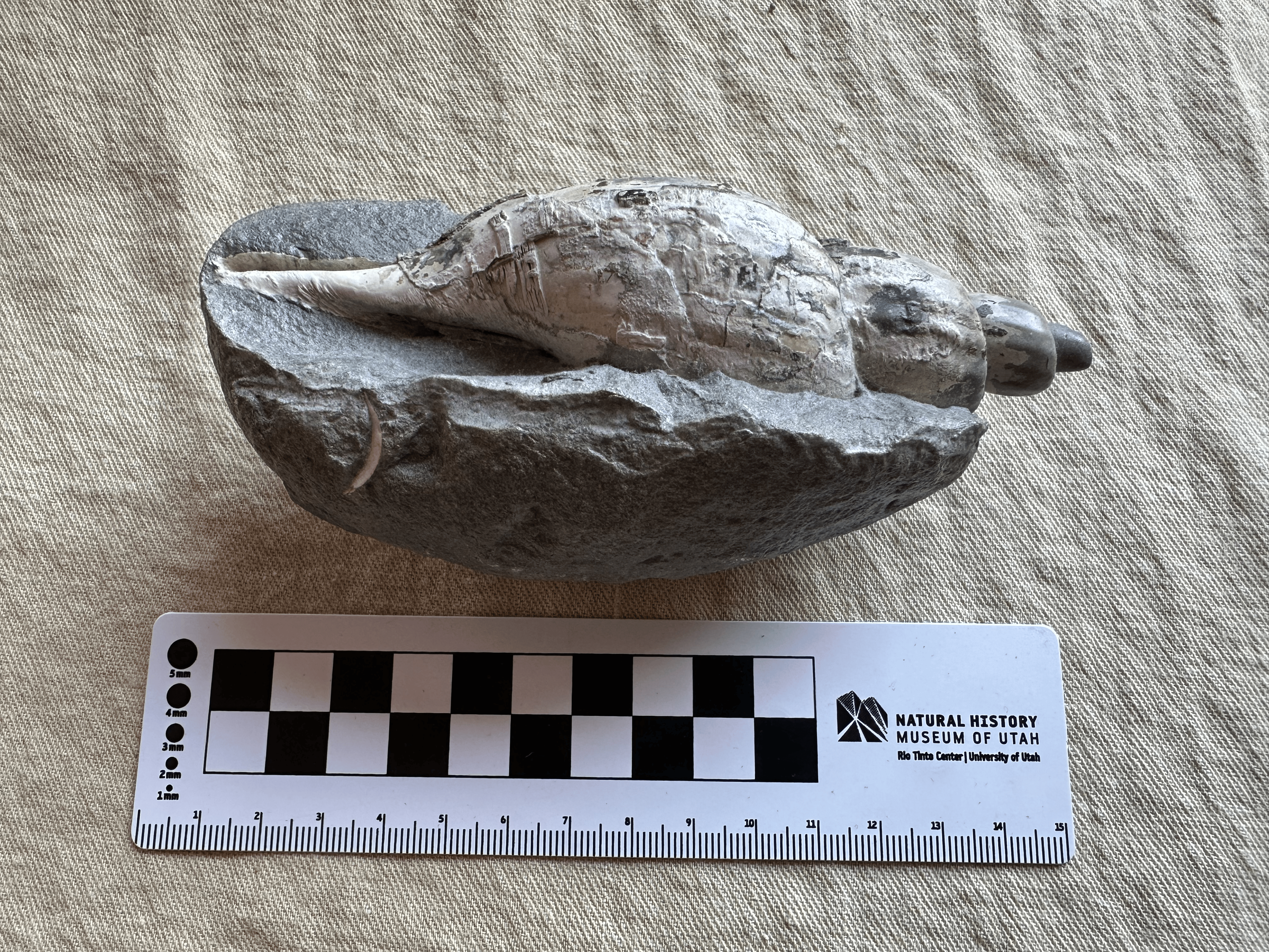 Unknown Oregon Gastropod Fossil - Fossil ID - The Fossil Forum