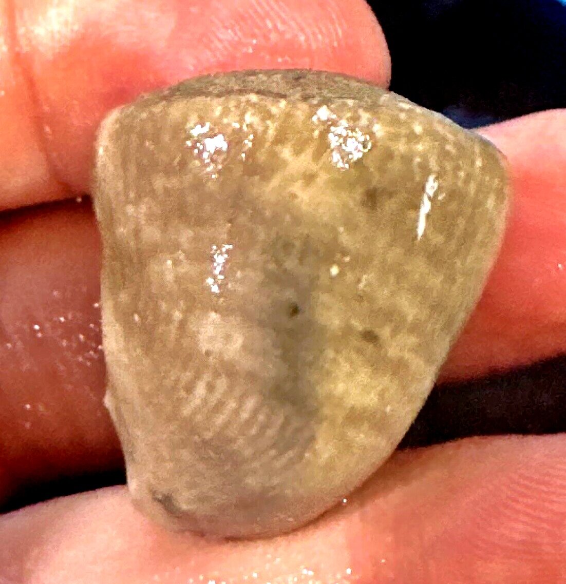 Mastodon tooth? - Fossil ID - The Fossil Forum