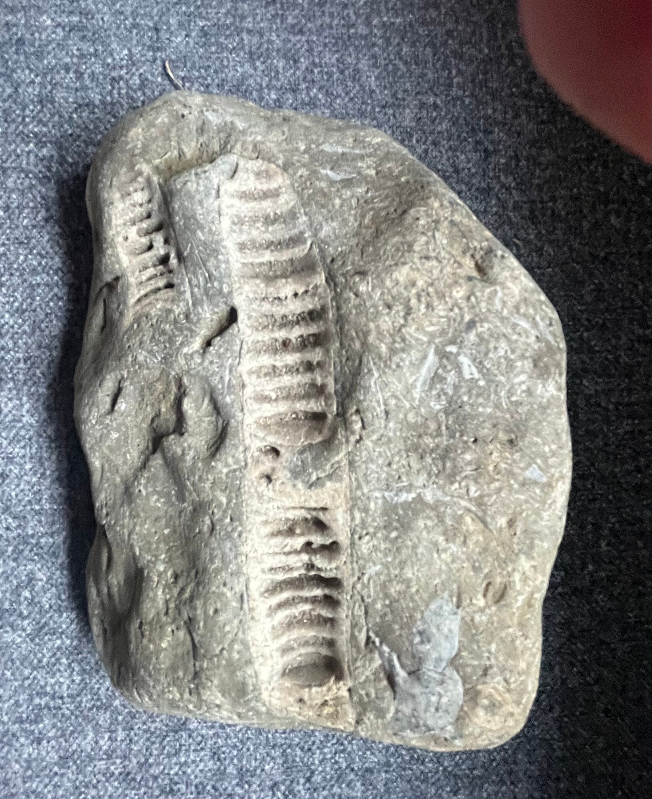 Need help to identify a fossil - Fossil ID - The Fossil Forum
