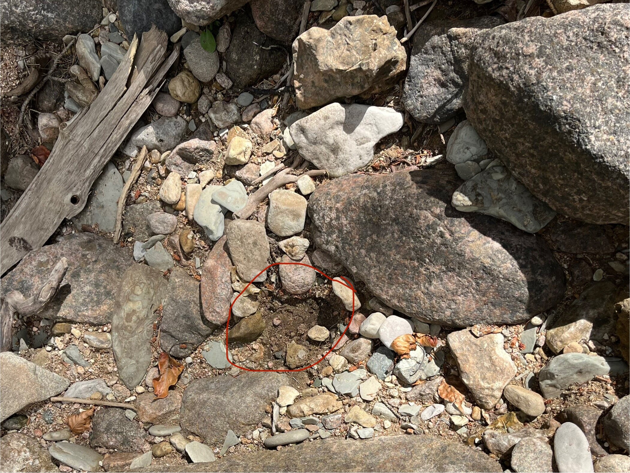 Help ID - Fossil ID - The Fossil Forum