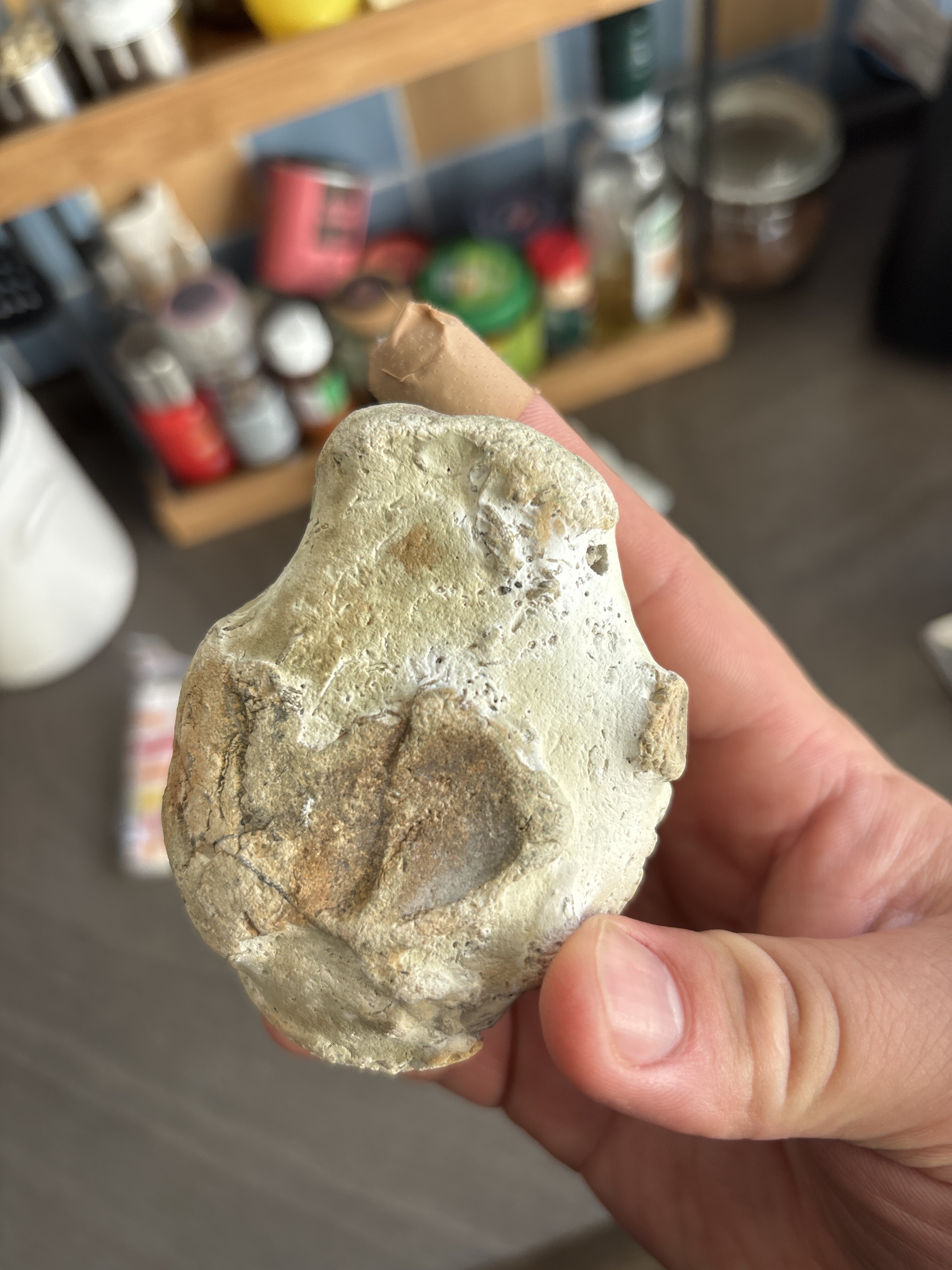Fossil from Blåvand (Denmark) What is it? - Fossil ID - The Fossil Forum