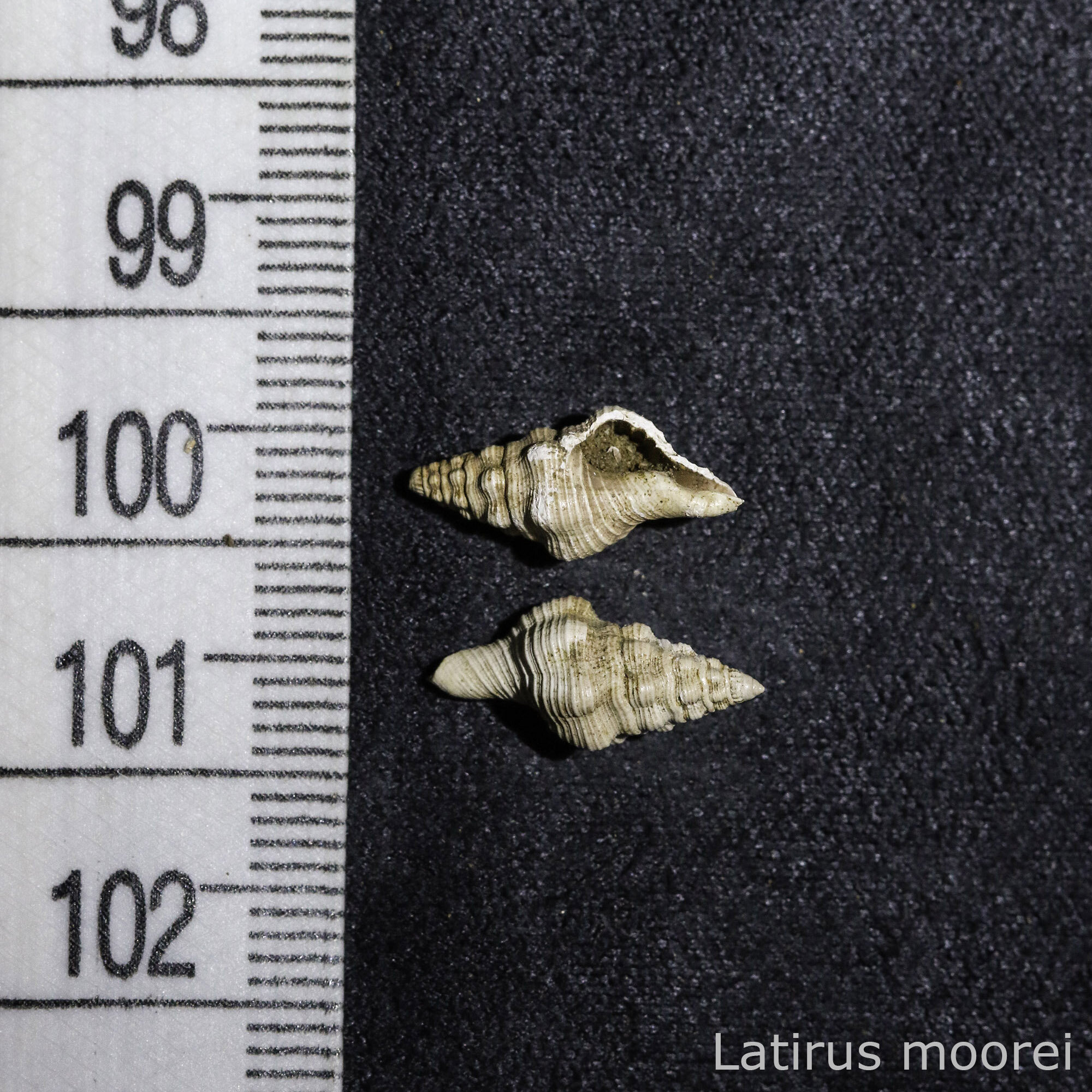 Whiskey Bridge eocene hunt - Member Collections - The Fossil Forum