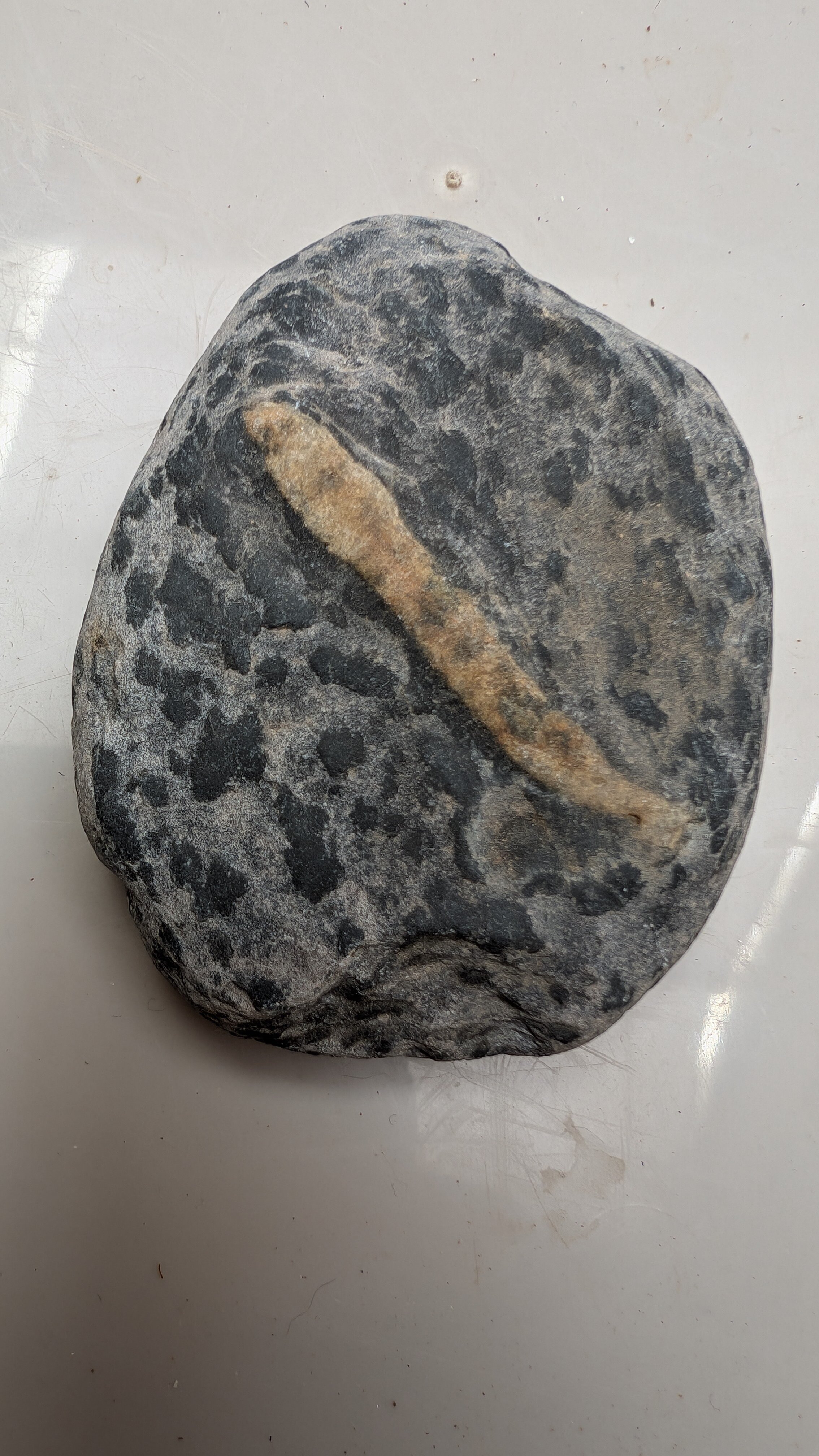 2 Mediterranean fossils - Fossil ID - The Fossil Forum