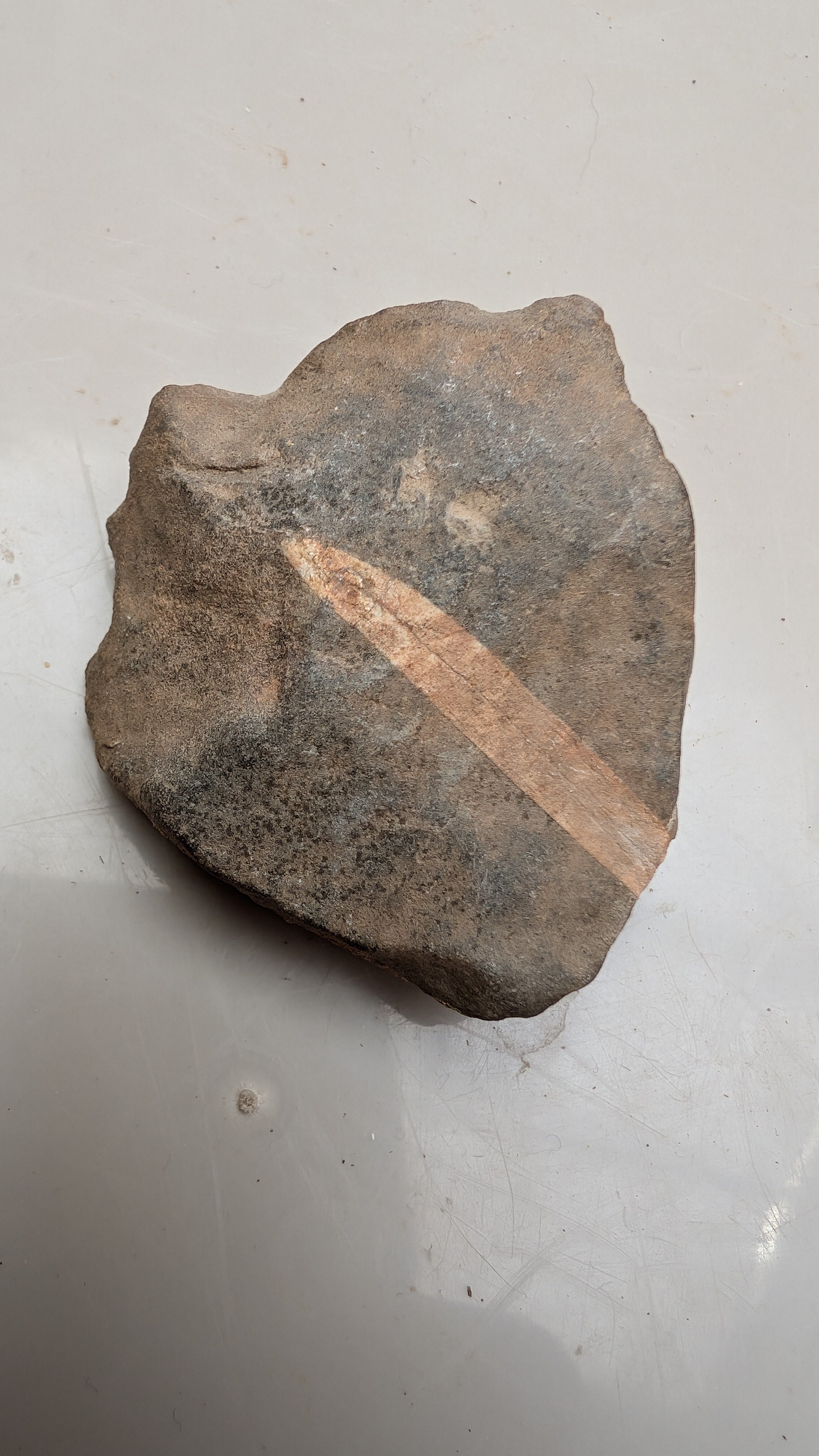 2 Mediterranean fossils - Fossil ID - The Fossil Forum