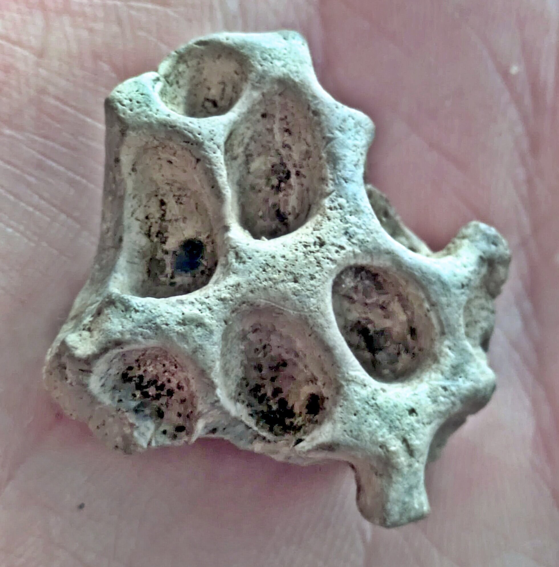 What could this be? - Fossil ID - The Fossil Forum