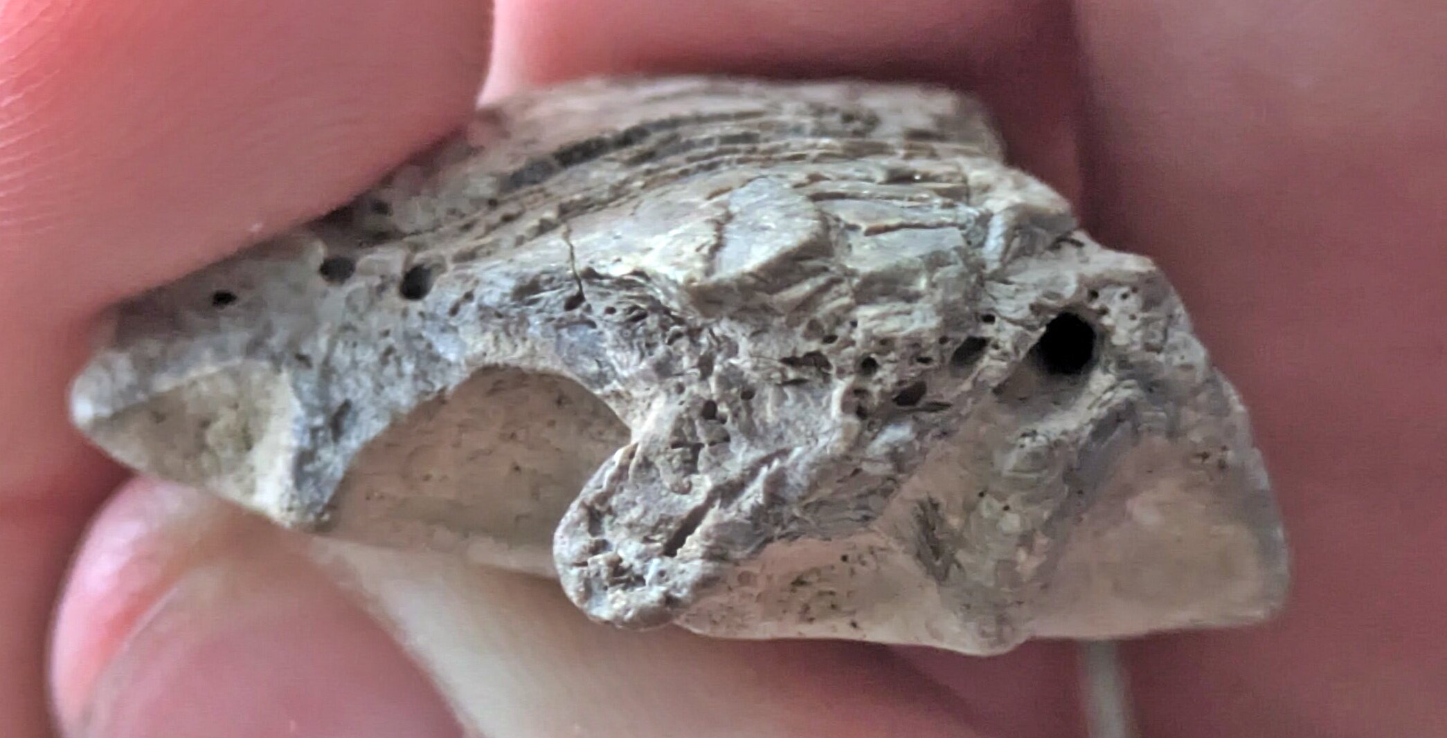 What could this be? - Fossil ID - The Fossil Forum