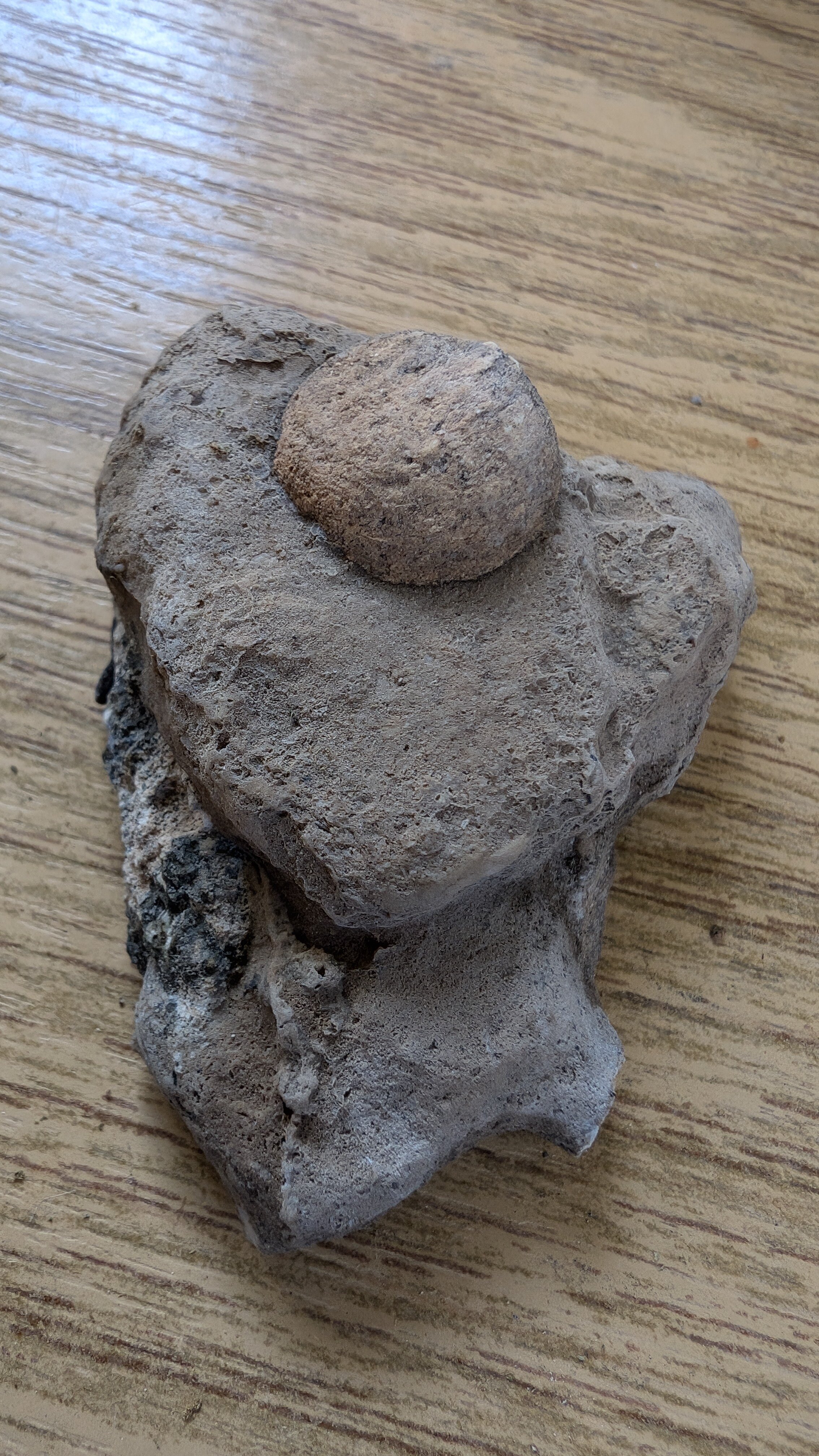 Identify Mediterranean fossil - Fossil ID - The Fossil Forum