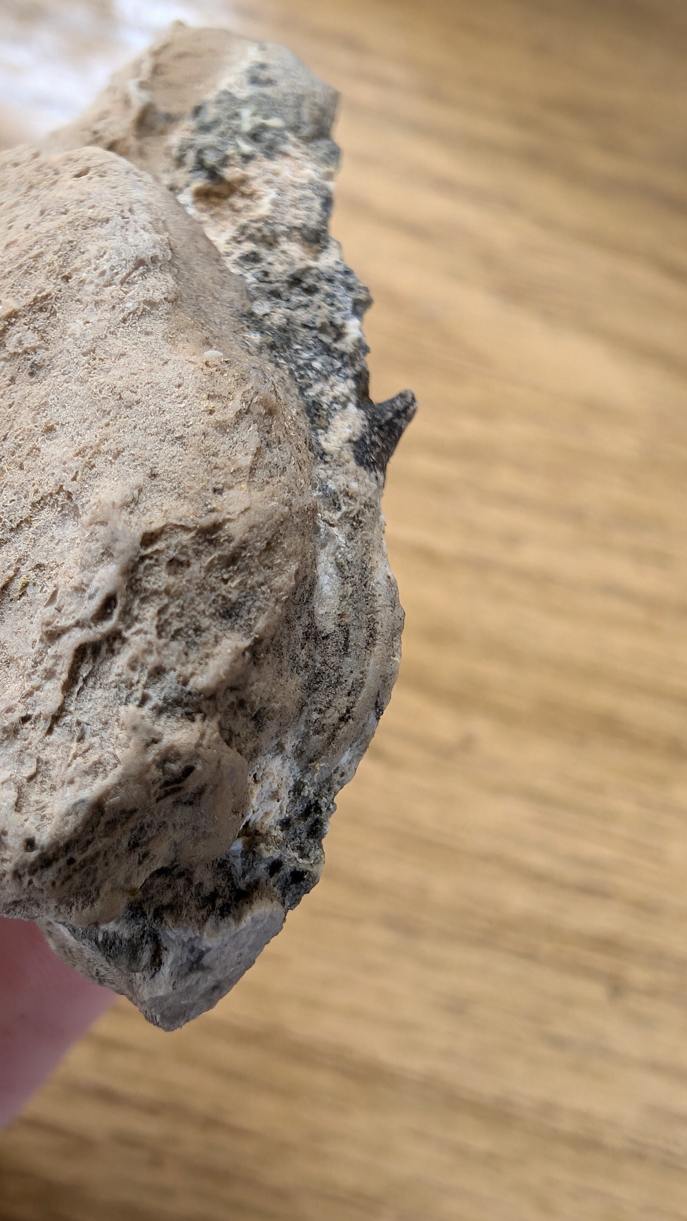 Identify Mediterranean fossil - Fossil ID - The Fossil Forum