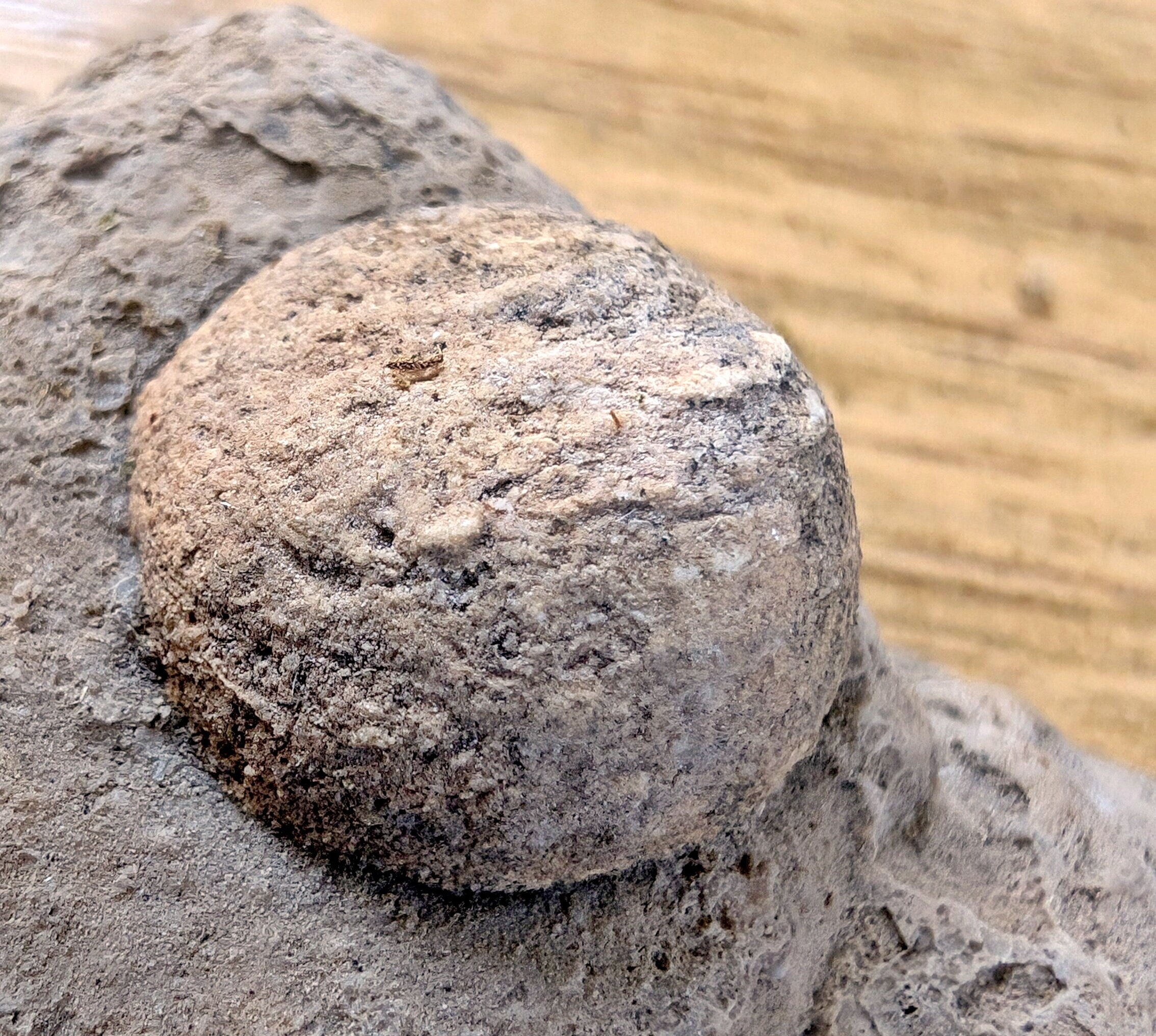 Identify Mediterranean fossil - Fossil ID - The Fossil Forum