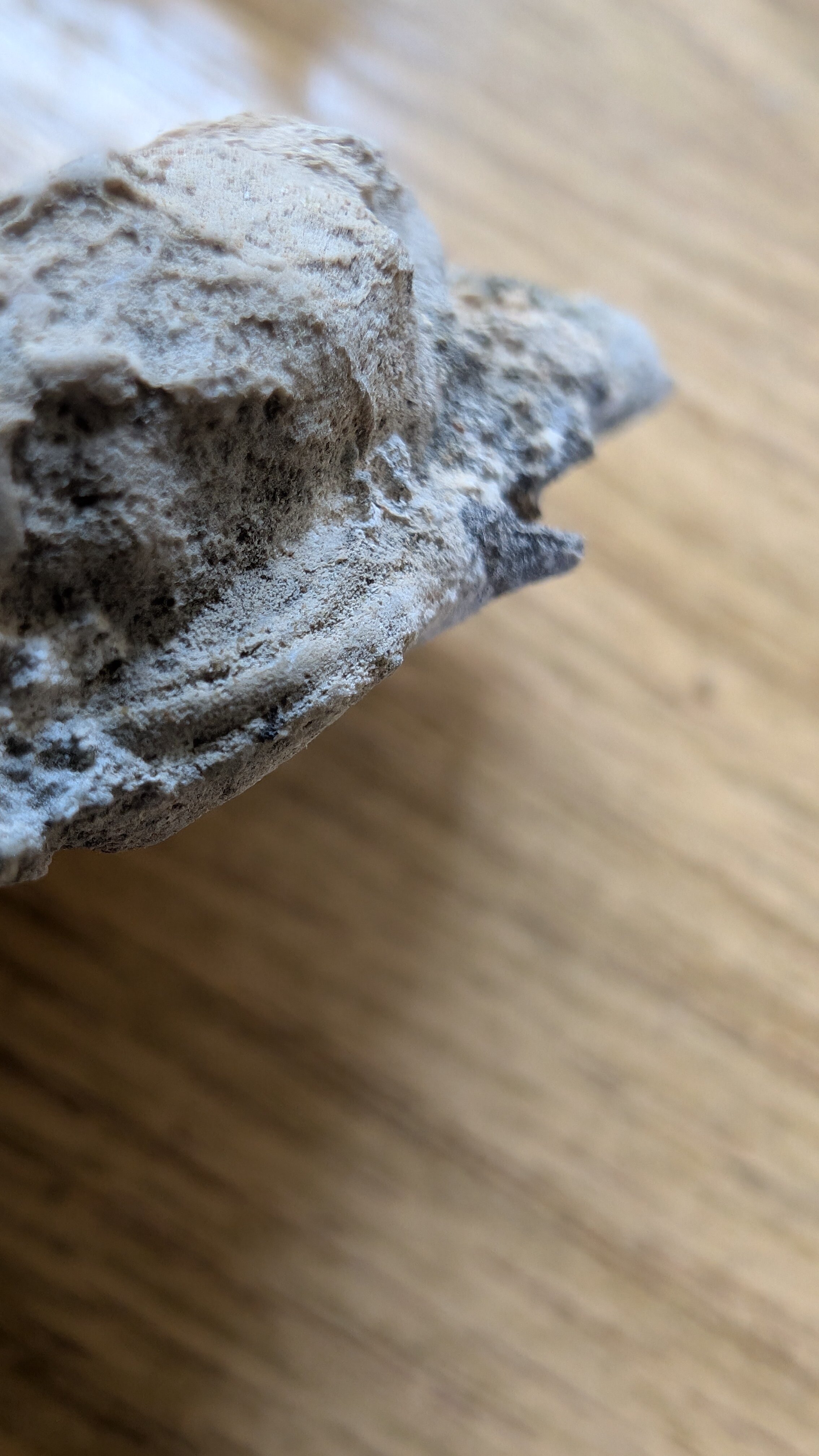 Identify Mediterranean fossil - Fossil ID - The Fossil Forum