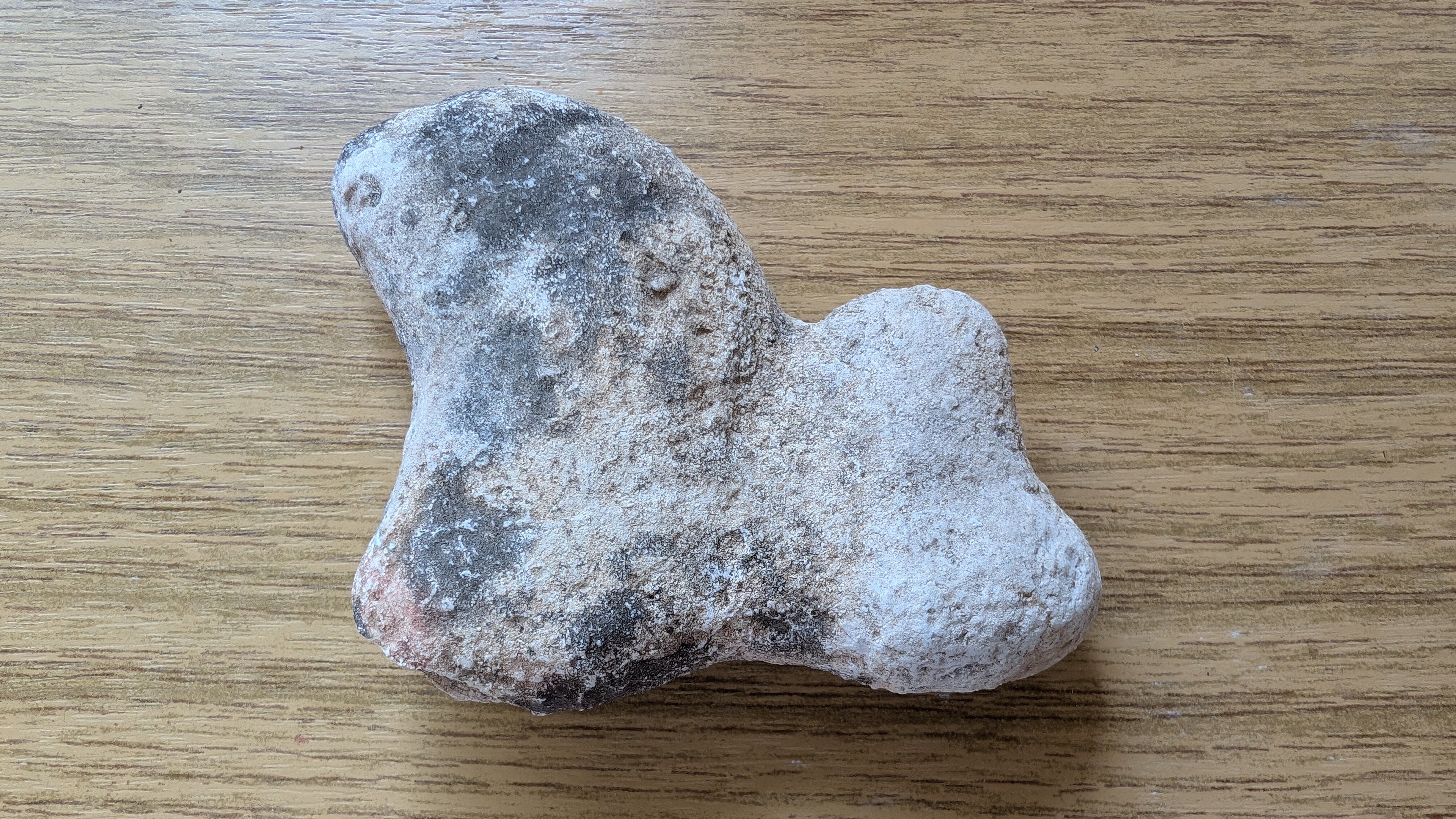 Bone fossil? - Fossil ID - The Fossil Forum