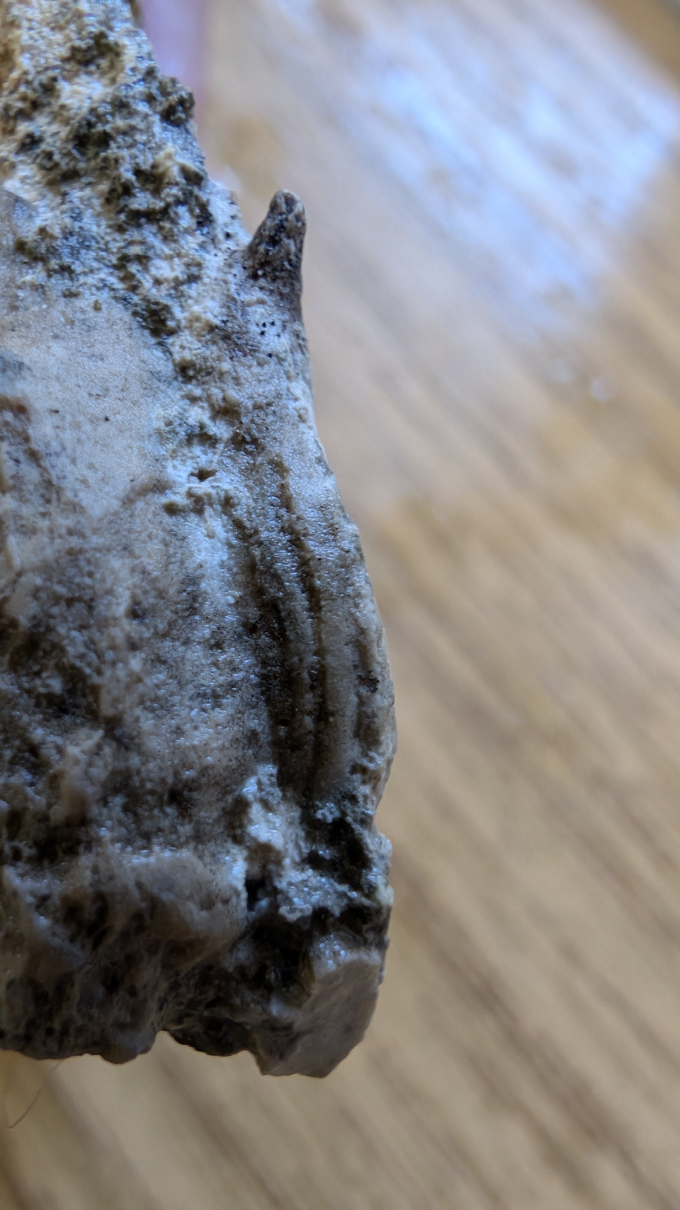 Identify Mediterranean fossil - Fossil ID - The Fossil Forum