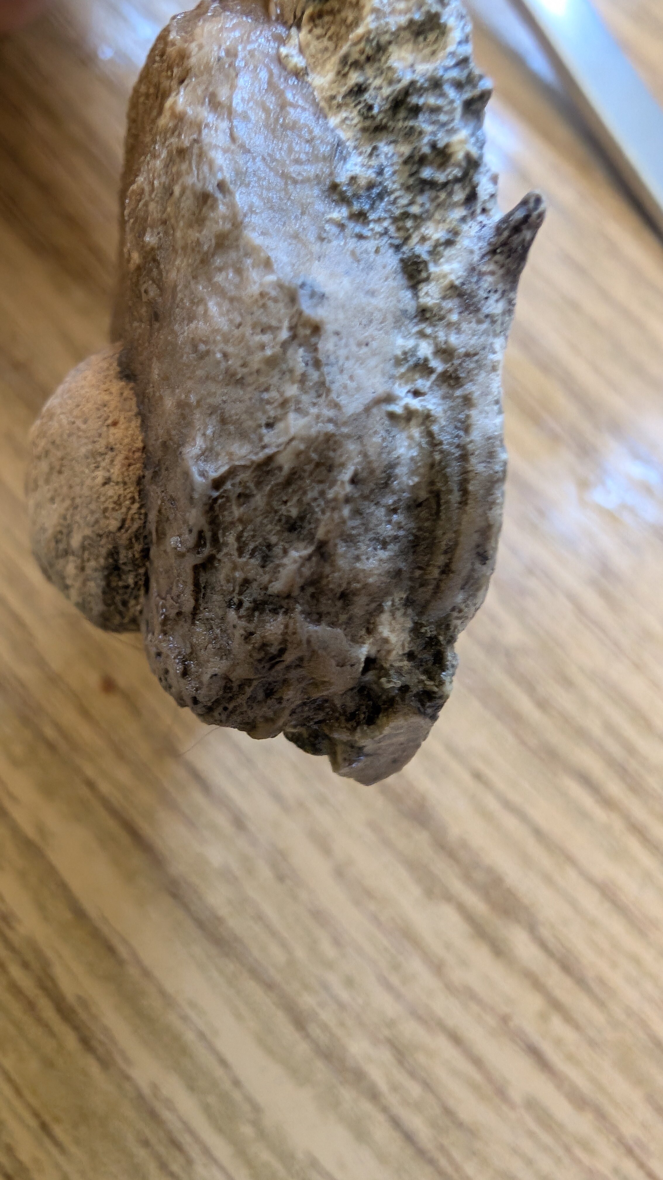Identify Mediterranean fossil - Fossil ID - The Fossil Forum