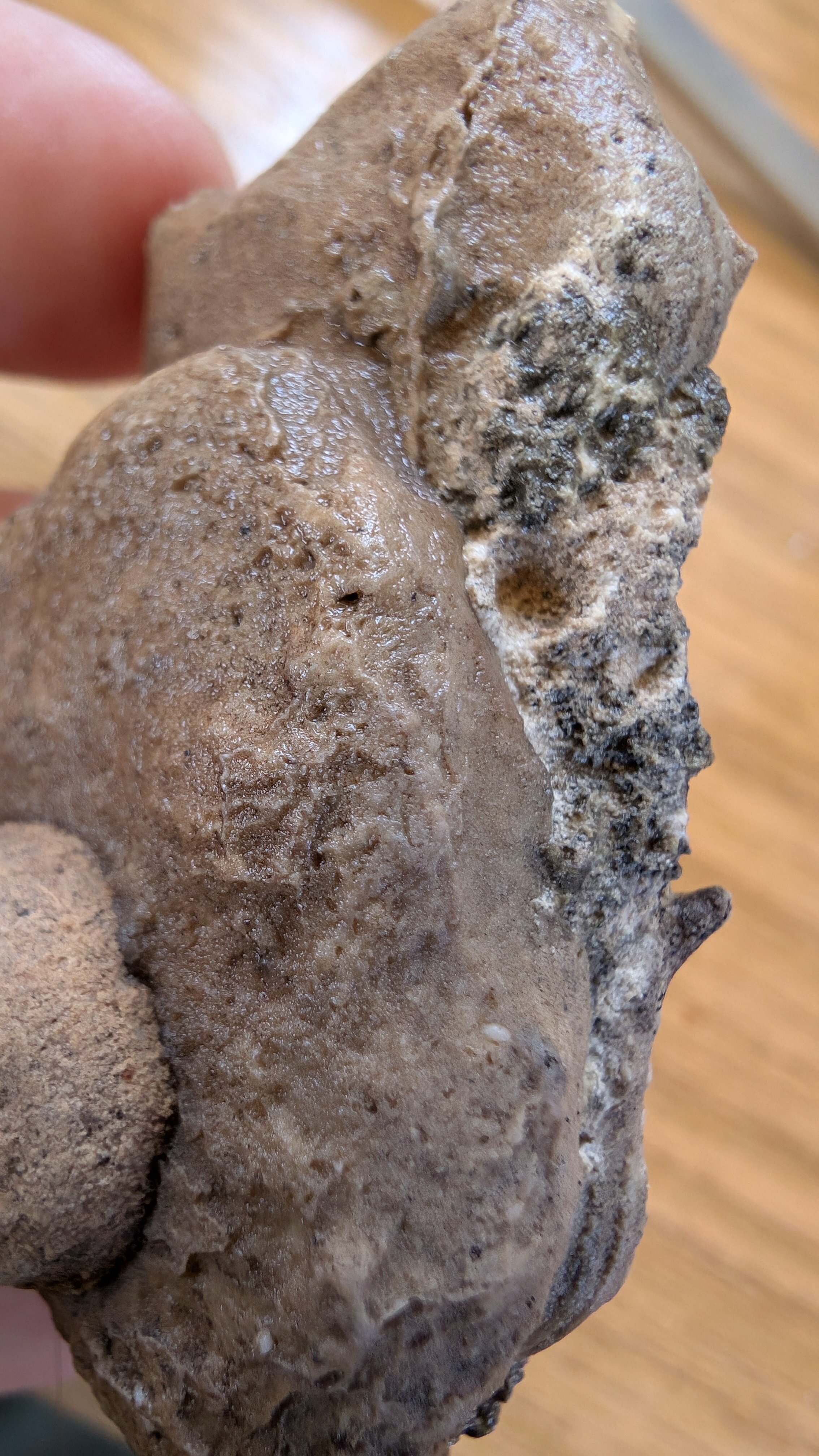 Identify Mediterranean fossil - Fossil ID - The Fossil Forum