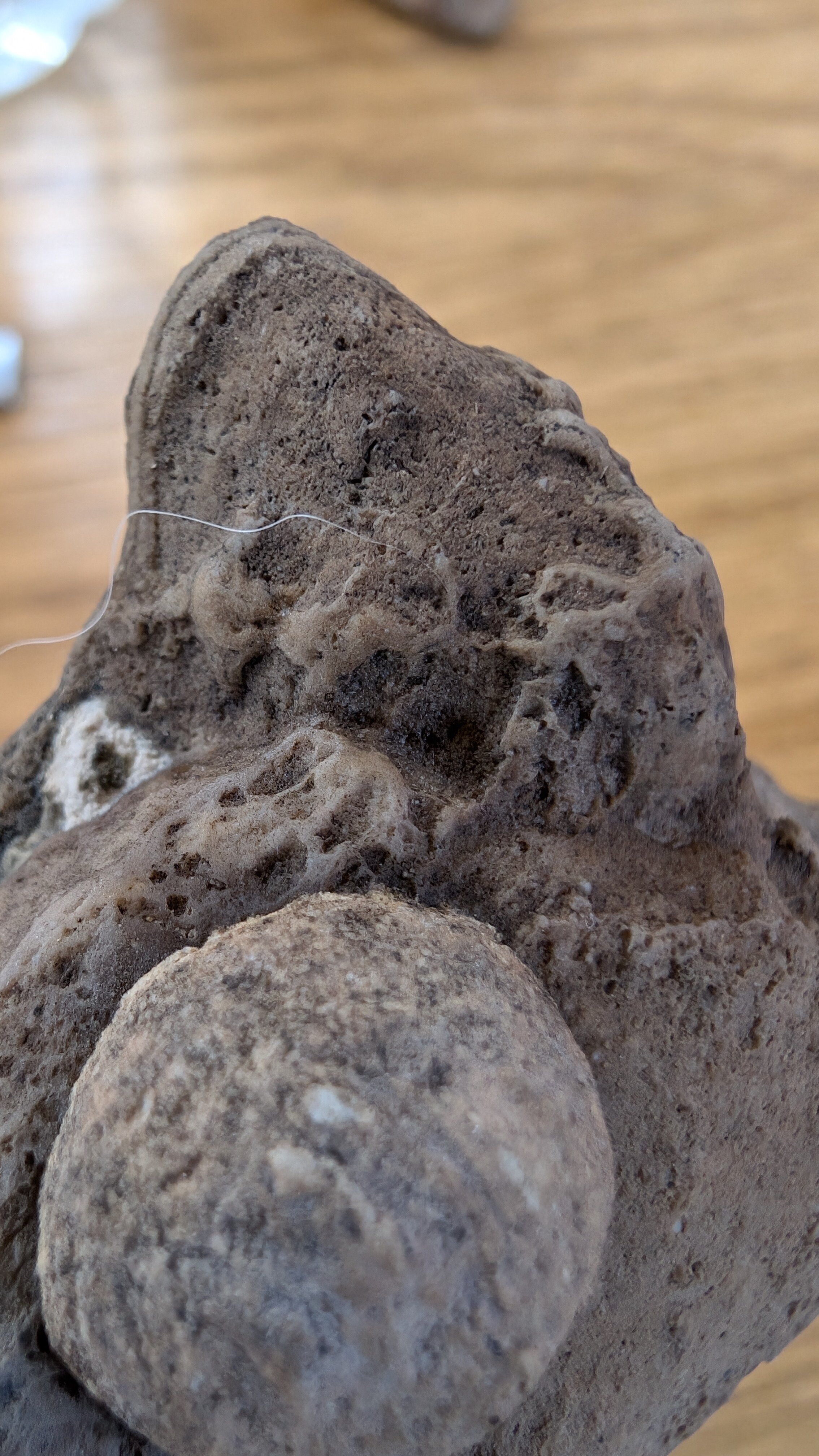 Identify Mediterranean fossil - Fossil ID - The Fossil Forum