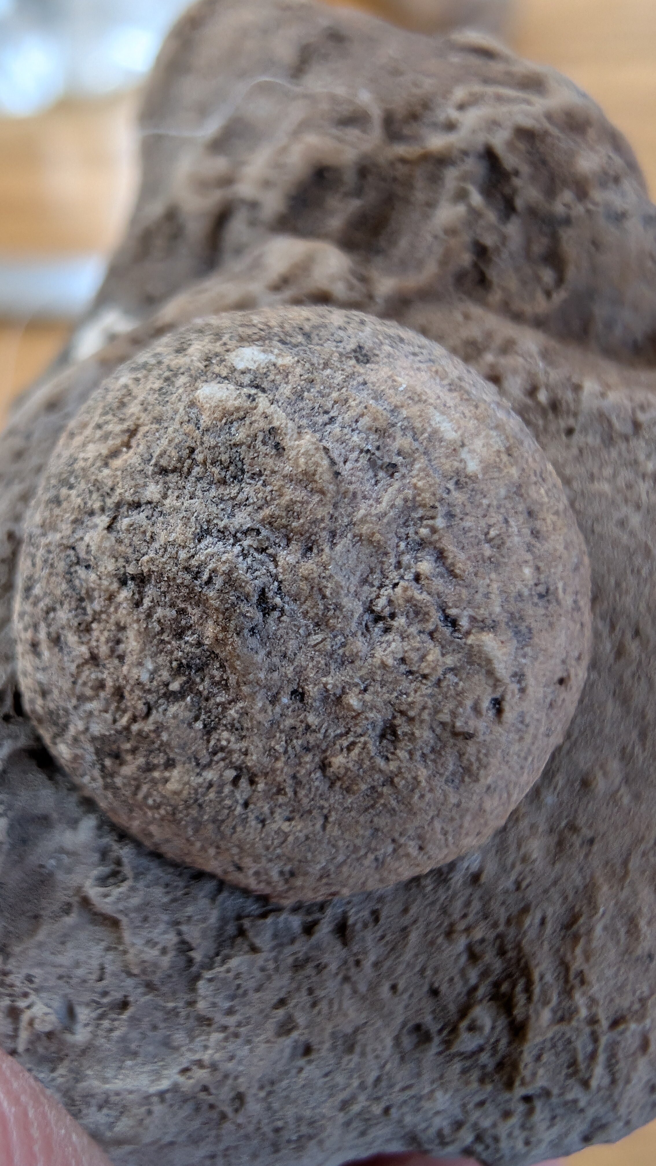 Identify Mediterranean fossil - Fossil ID - The Fossil Forum