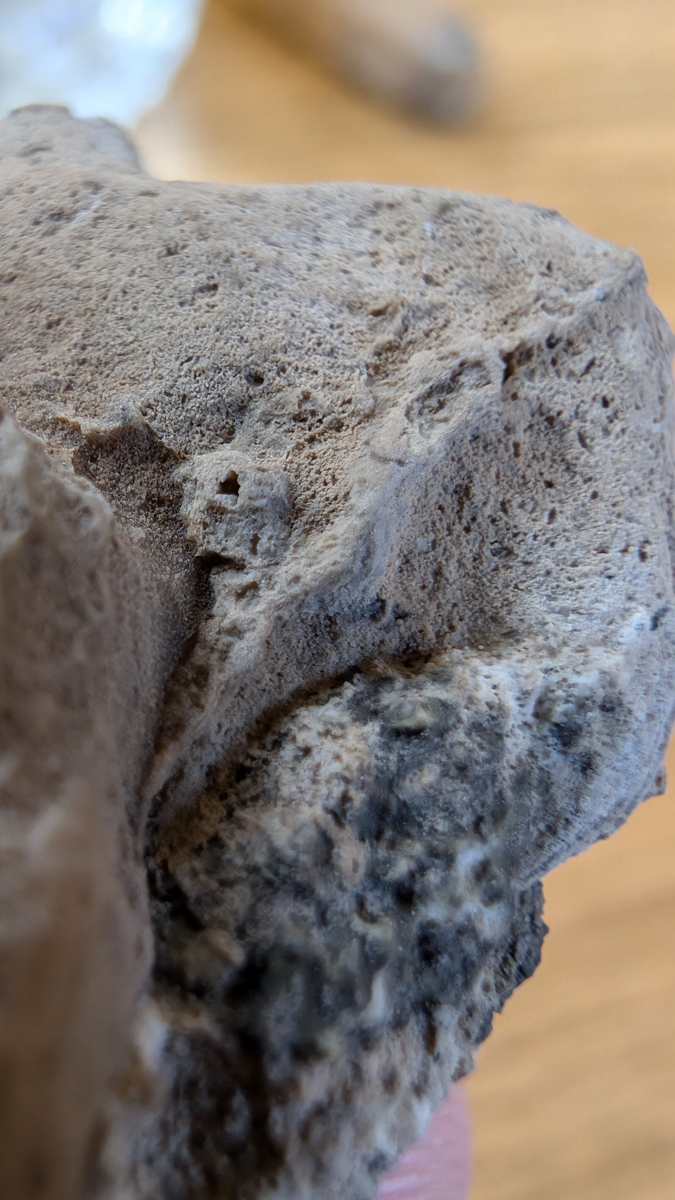 Identify Mediterranean fossil - Fossil ID - The Fossil Forum