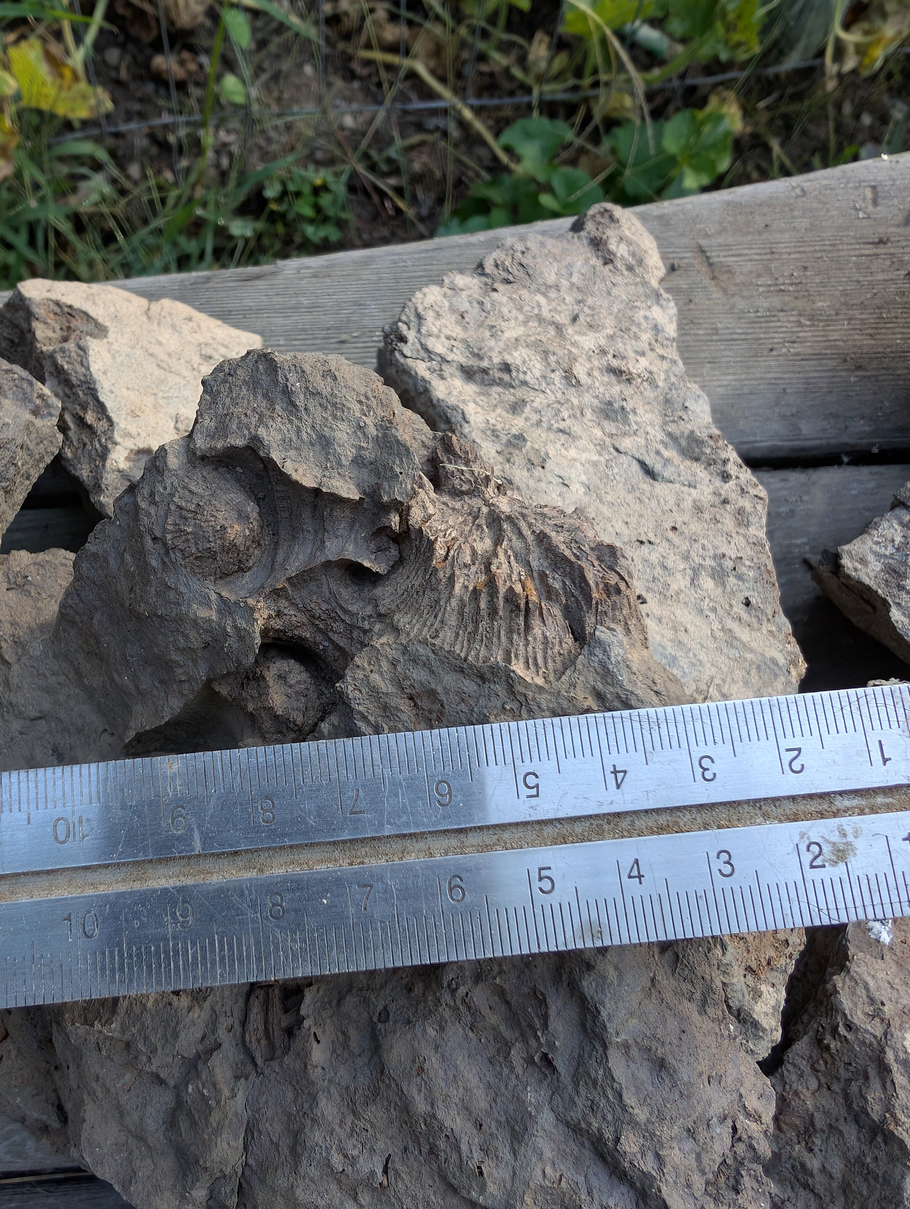 Possibly barnacle fossils. Looking for ID - Fossil ID - The Fossil Forum