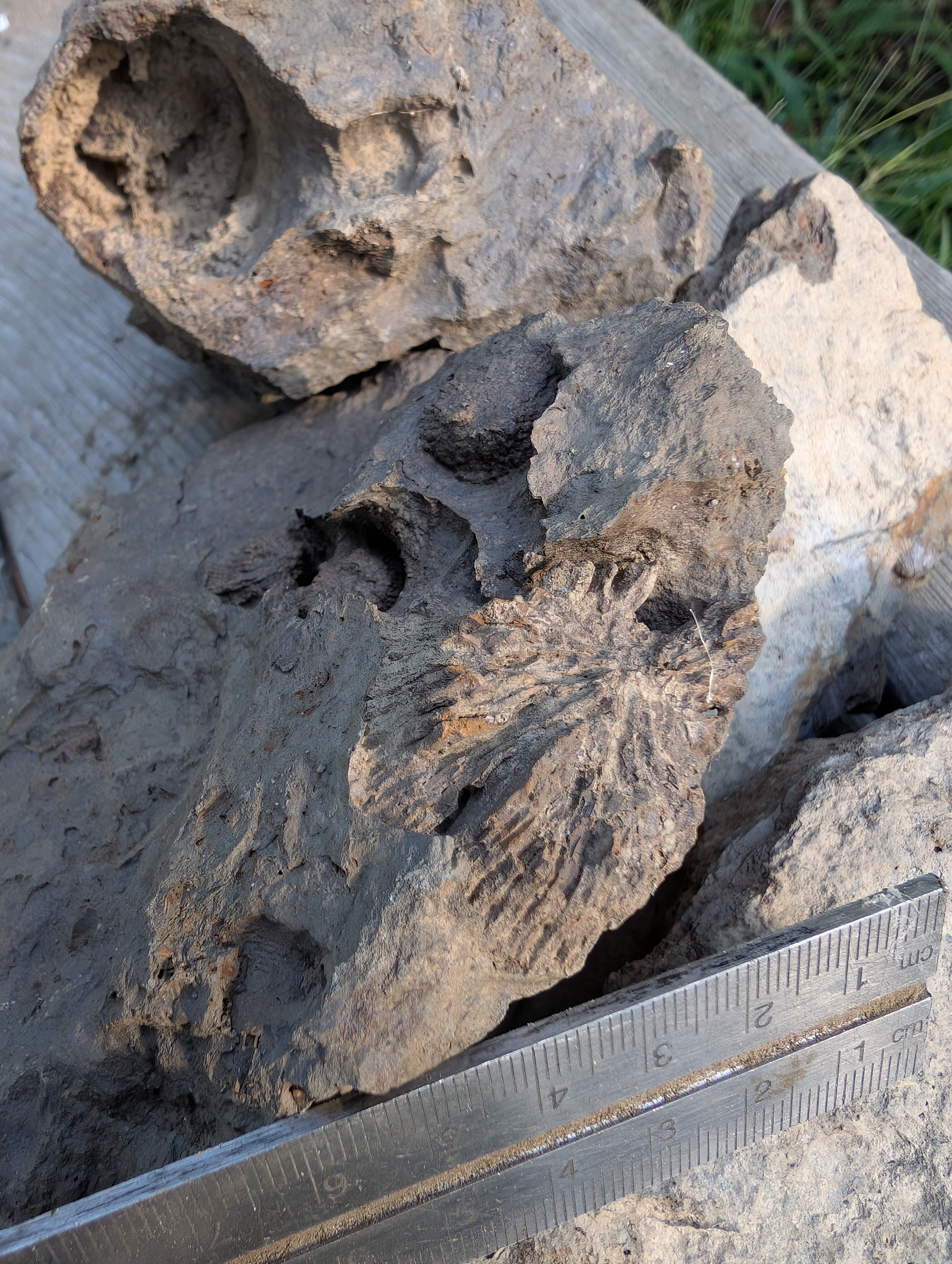 Possibly barnacle fossils. Looking for ID - Fossil ID - The Fossil Forum