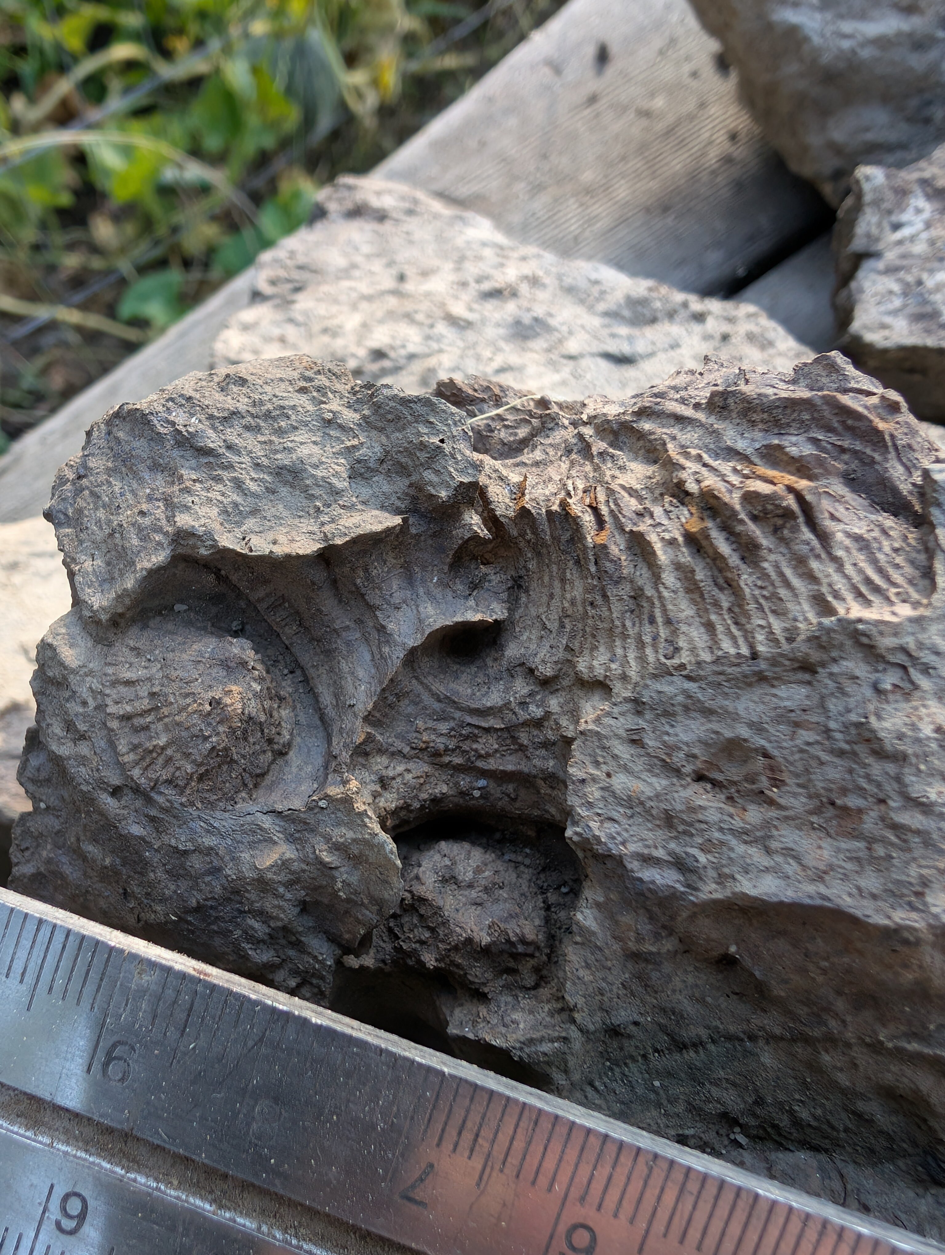 Possibly barnacle fossils. Looking for ID - Fossil ID - The Fossil Forum