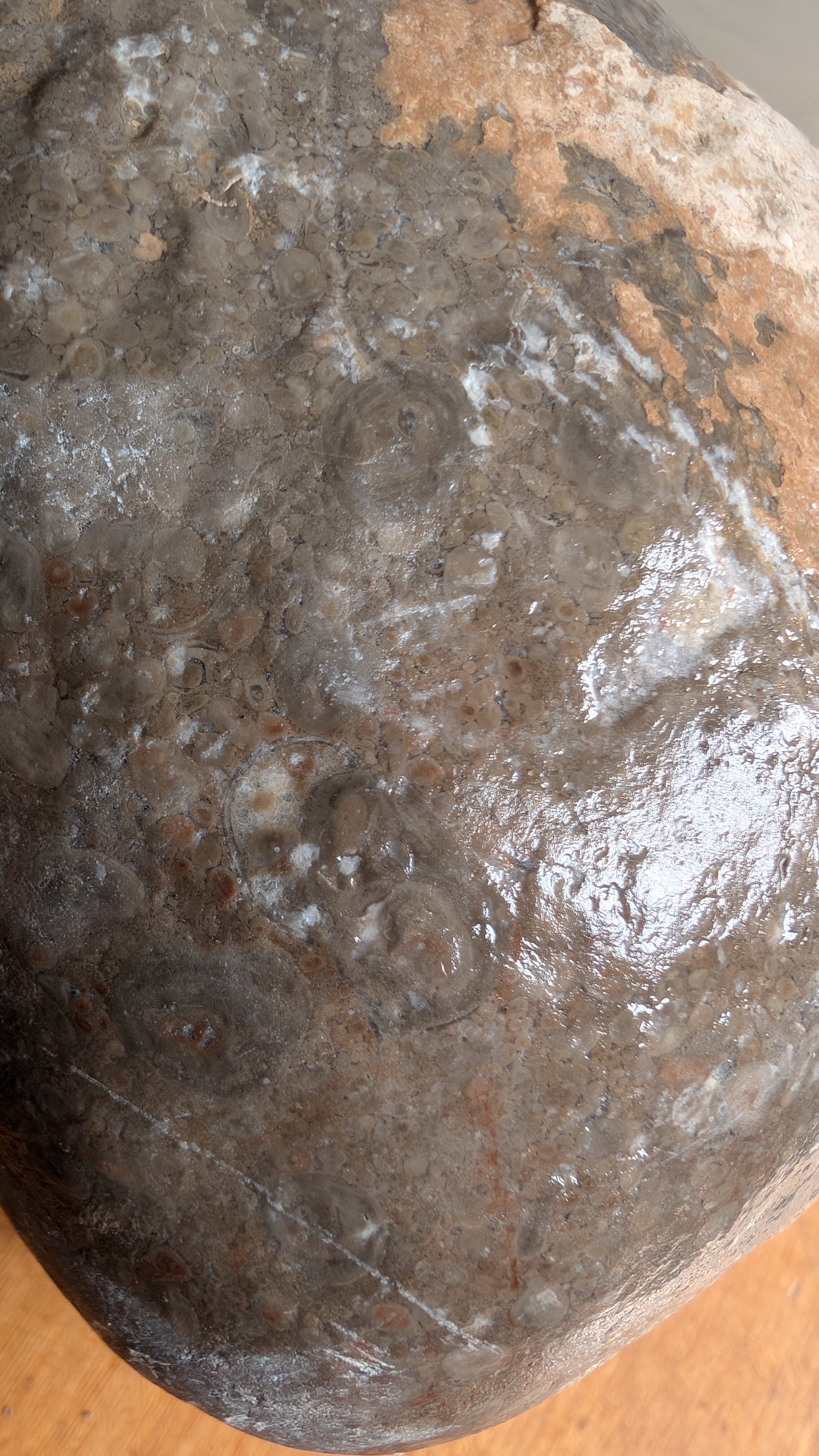 microfossils or ichnofossil? - Fossil ID - The Fossil Forum