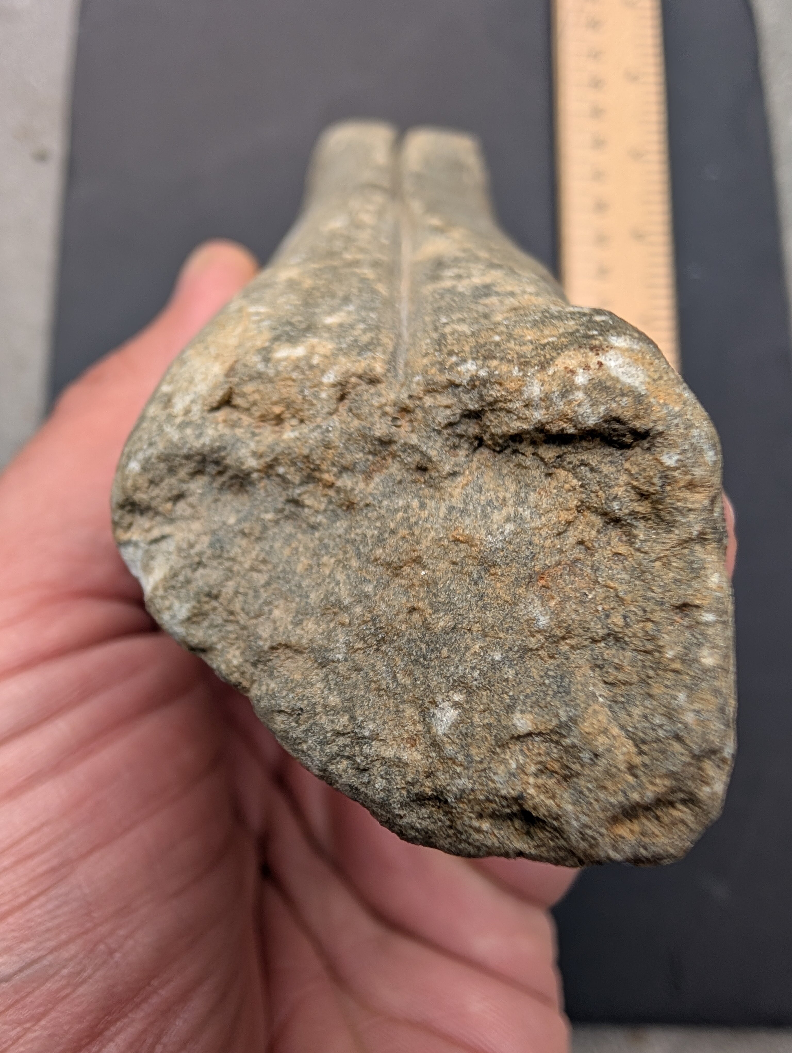 Possible Megaloceros giganteus fossil? River Thames London - Fossil ID ...