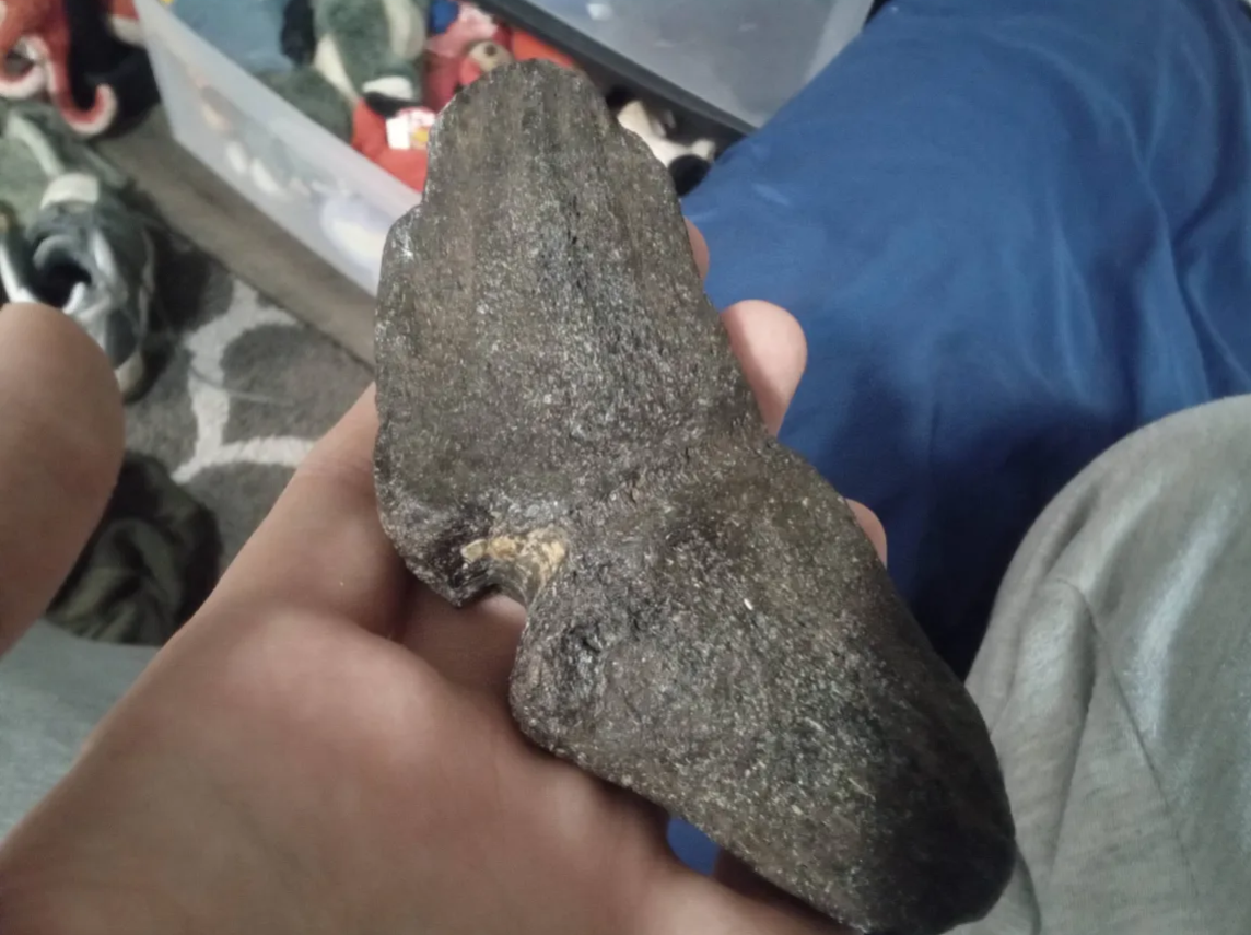What species of tuna/billfish could this be? - Fossil ID - The Fossil Forum