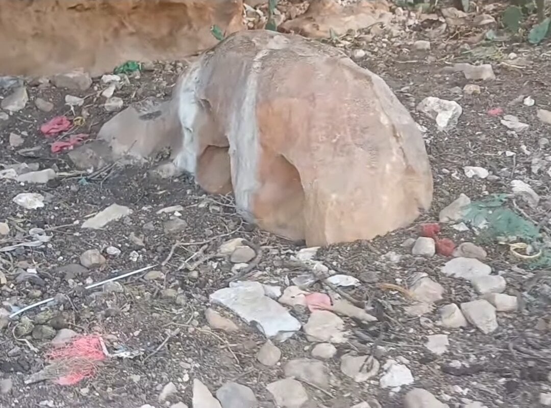 Is this a Fossil Skull or a Pseudofossil? - Found in Somalia - Fossil ...