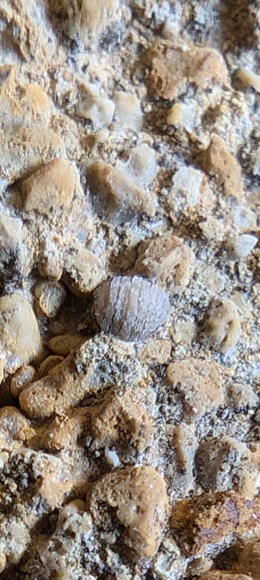 Microfossil gastroliths - Fossil ID - The Fossil Forum