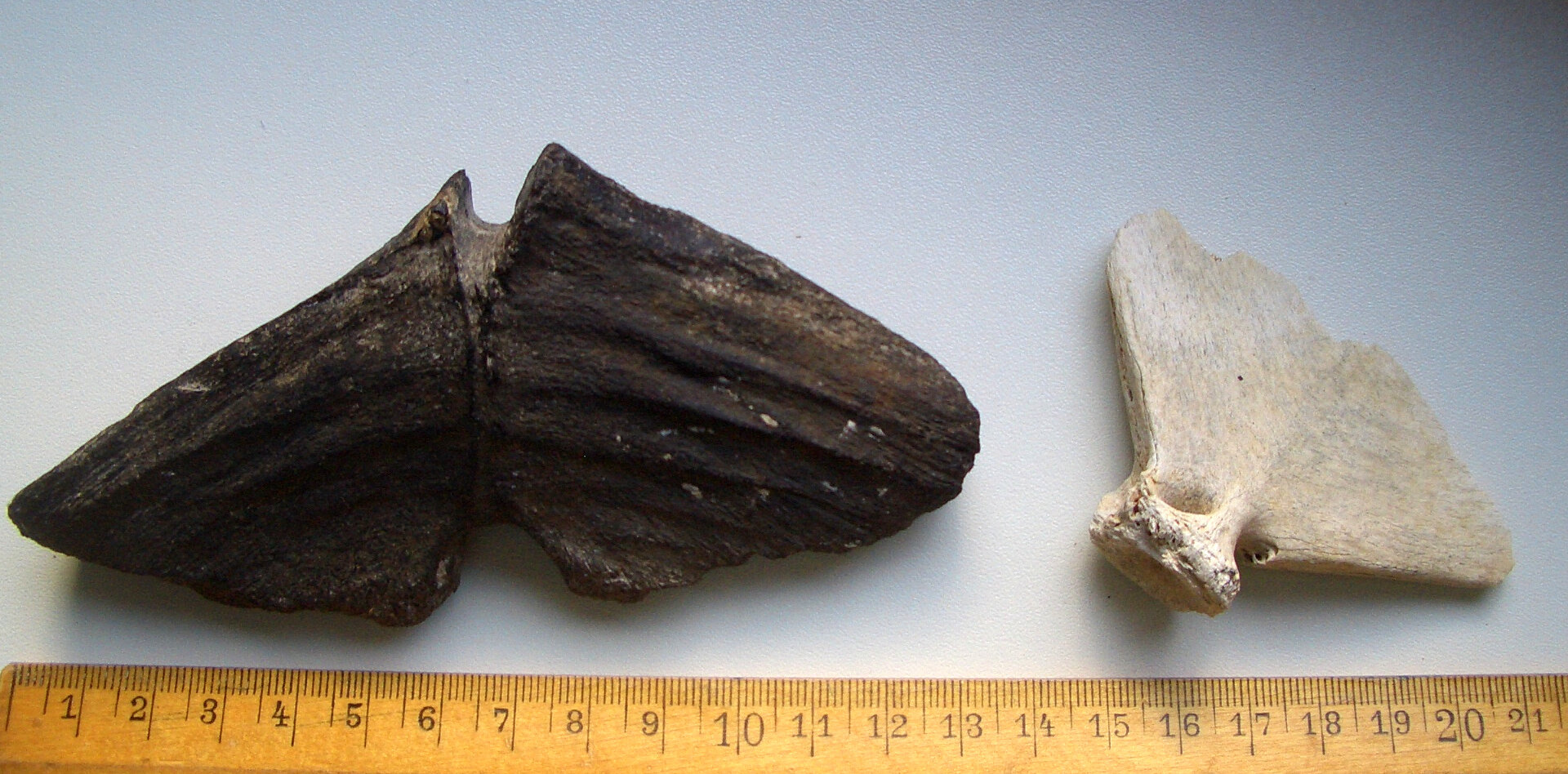 What species of tuna/billfish could this be? - Fossil ID - The Fossil Forum