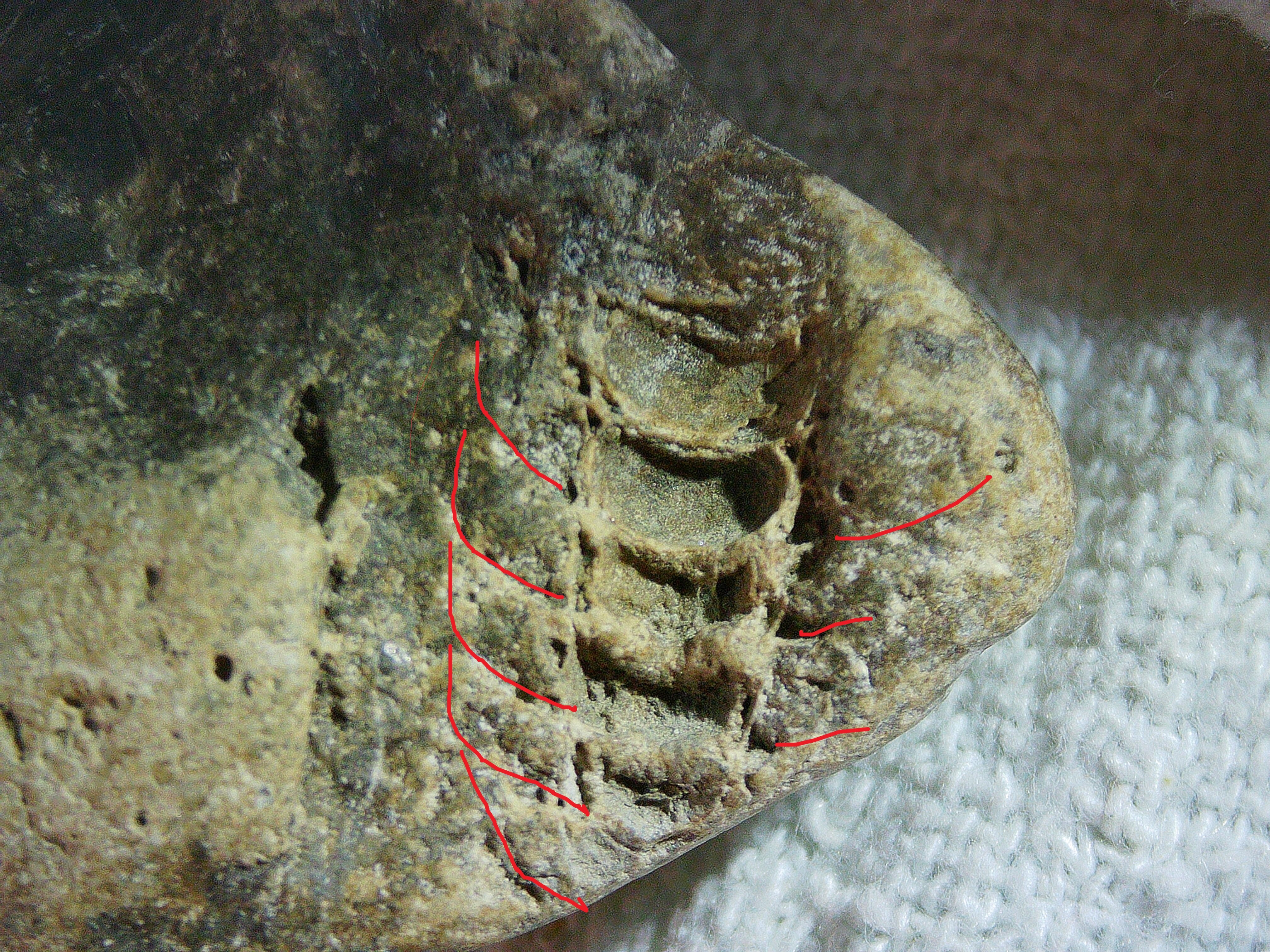 Segmented mold in southern MN - Fossil ID - The Fossil Forum