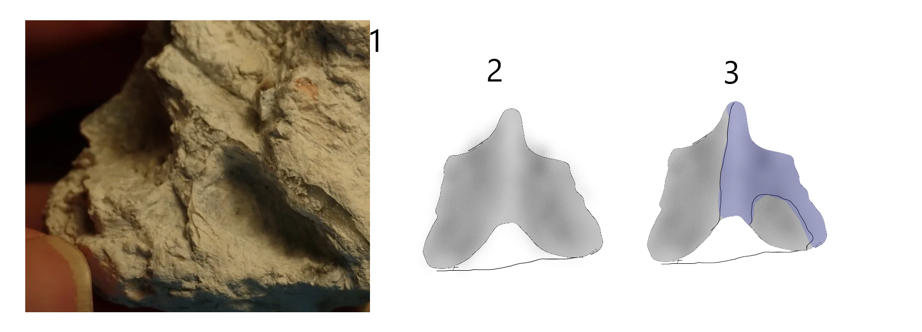 Opalized Ankylosaur Osteoderm? - Fossil ID - The Fossil Forum
