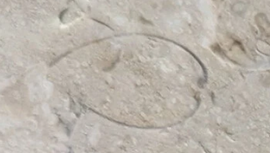 limestone fossil - Fossil ID - The Fossil Forum