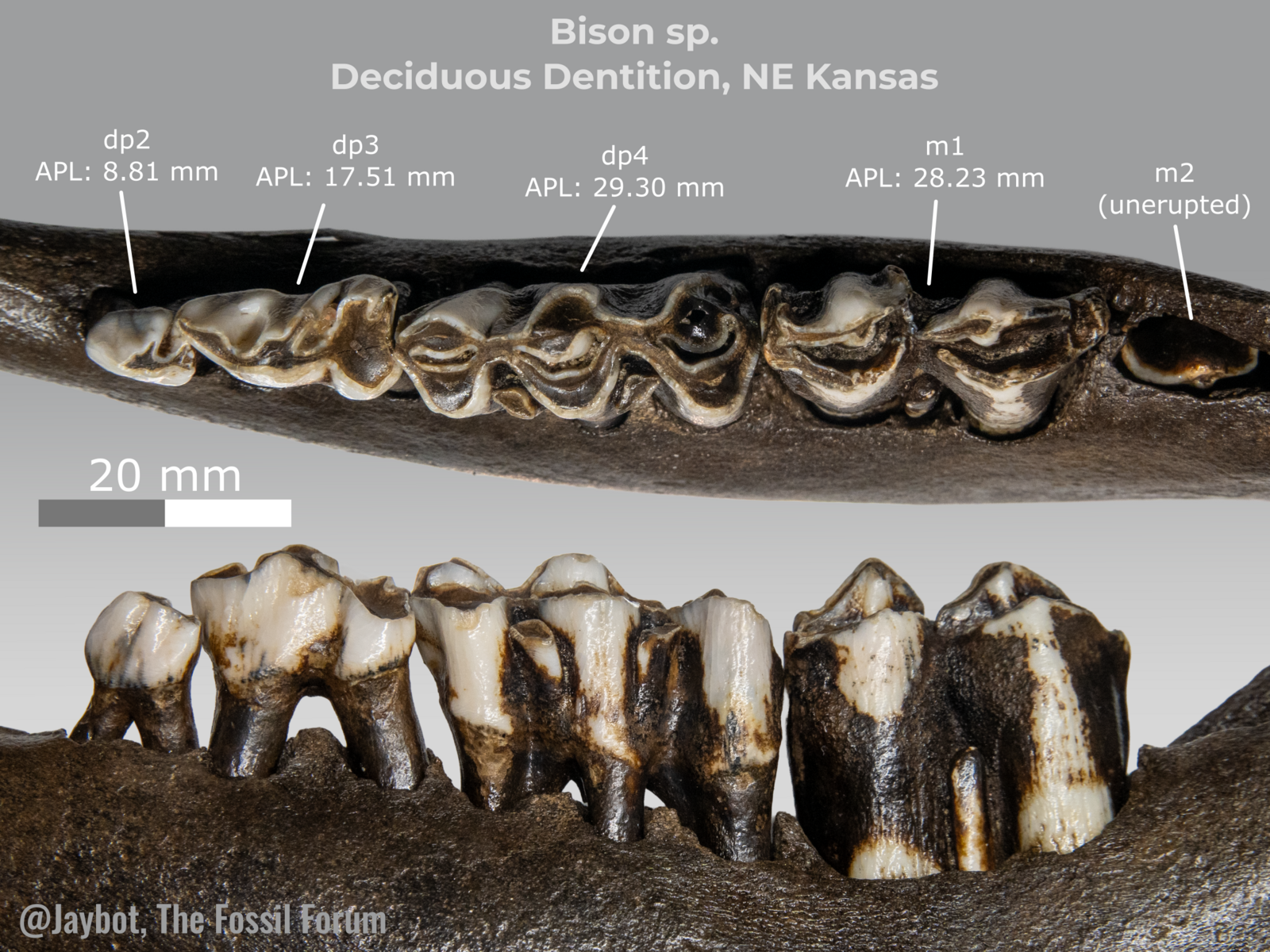 Bison sp. Deciduous Dentition Reference - Member Collections - The ...