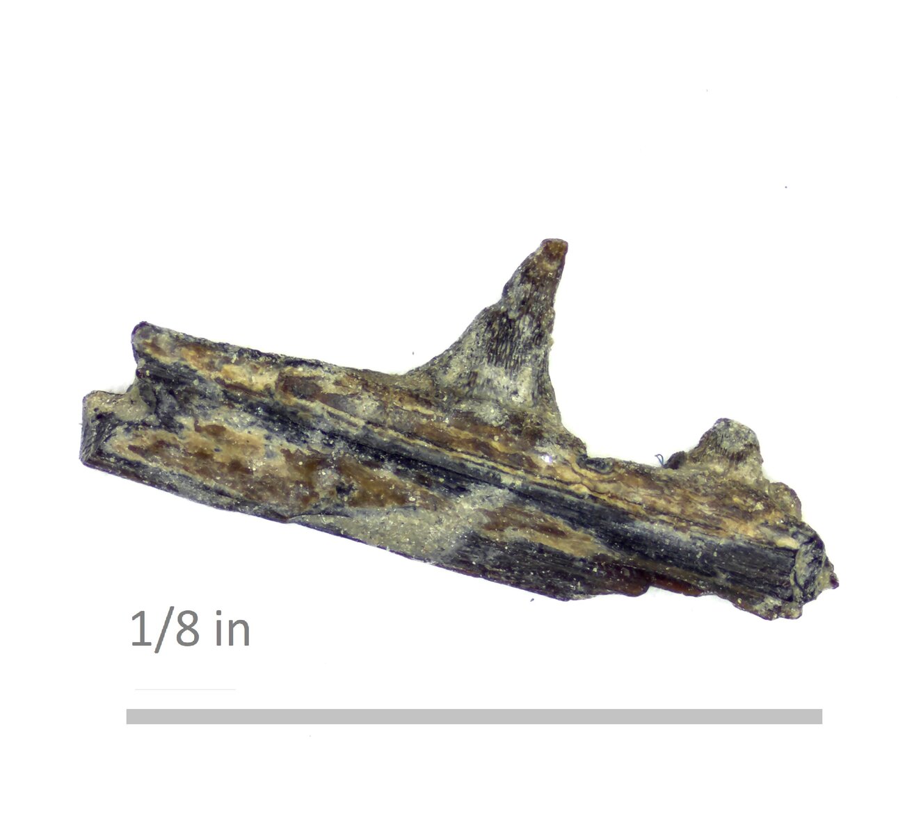 Fish Jaw Enchodus? Ozan Formation - Bony Fishes - The Fossil Forum