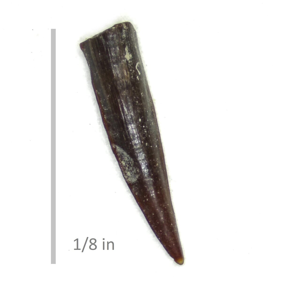 Fish Enchodus sp. Austin Chalk Formation - Bony Fishes - The Fossil Forum