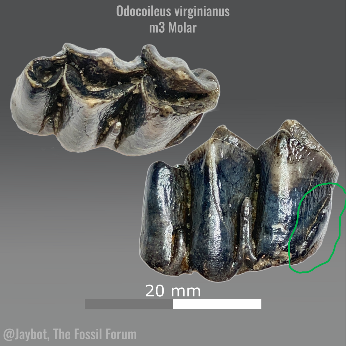 Some small Fossils - Fossil ID - The Fossil Forum