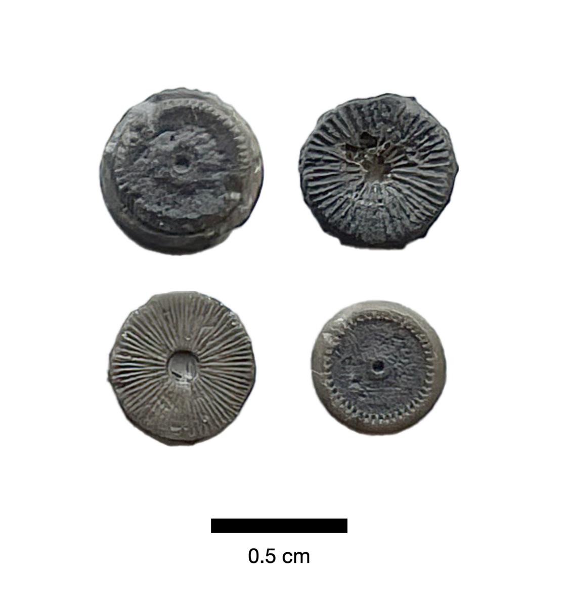 crinoid stems - Member Collections - The Fossil Forum