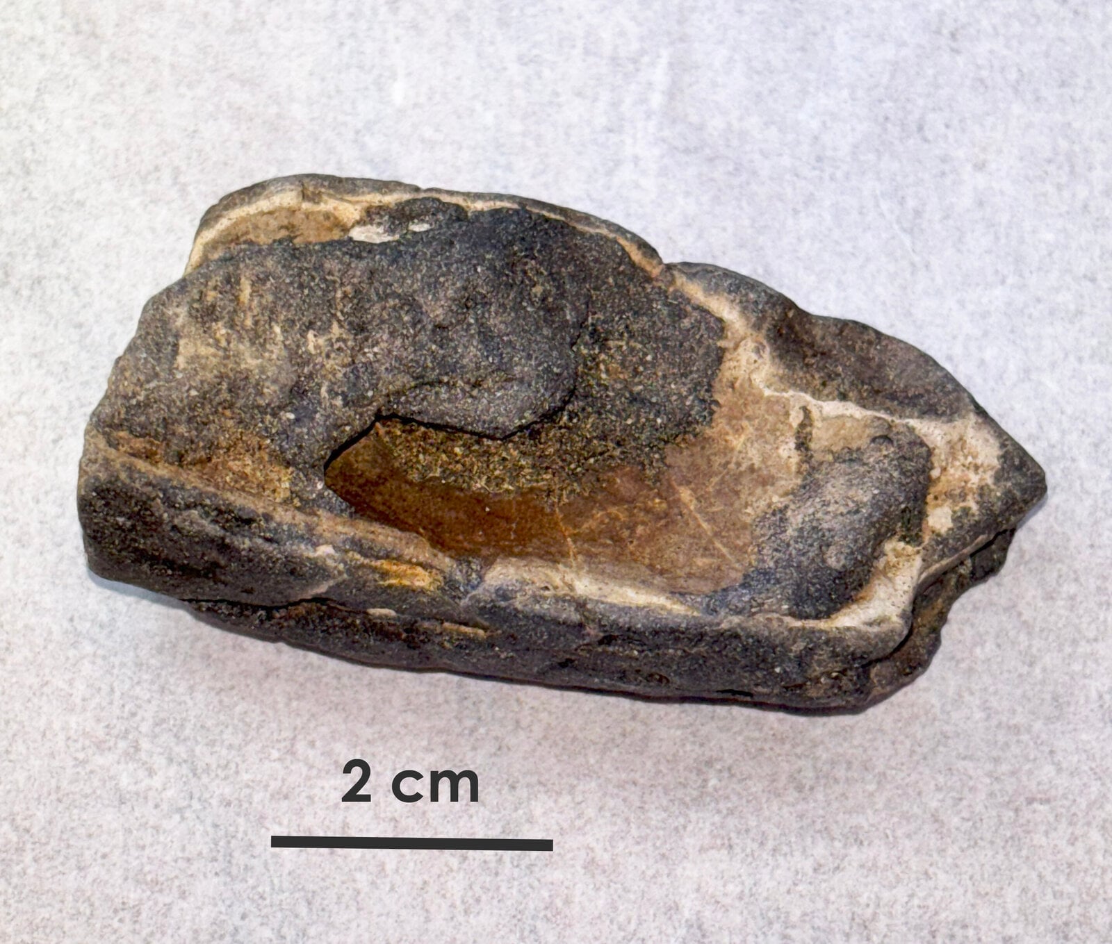 Ichnofossil burrow #5 inside - Member Collections - The Fossil Forum