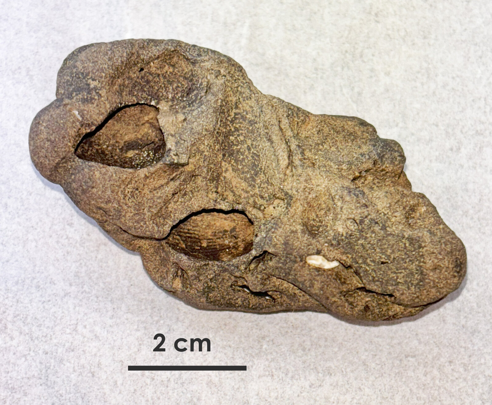 Cockle shell imprints front - Member Collections - The Fossil Forum
