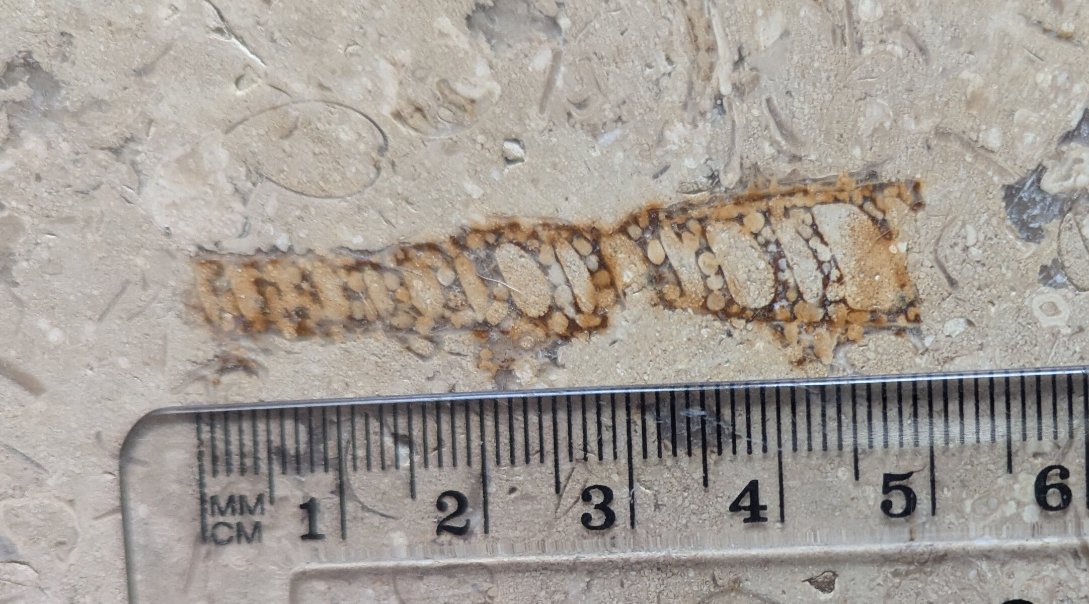 limestone fossil - Fossil ID - The Fossil Forum